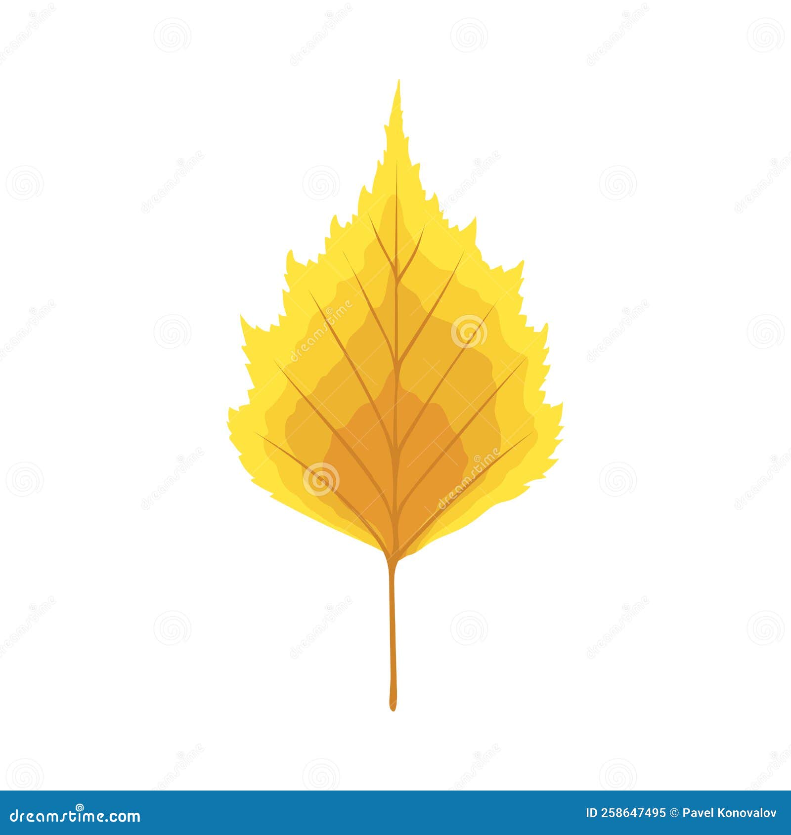 Birch Tree Leaf stock vector. Illustration of october - 258647495