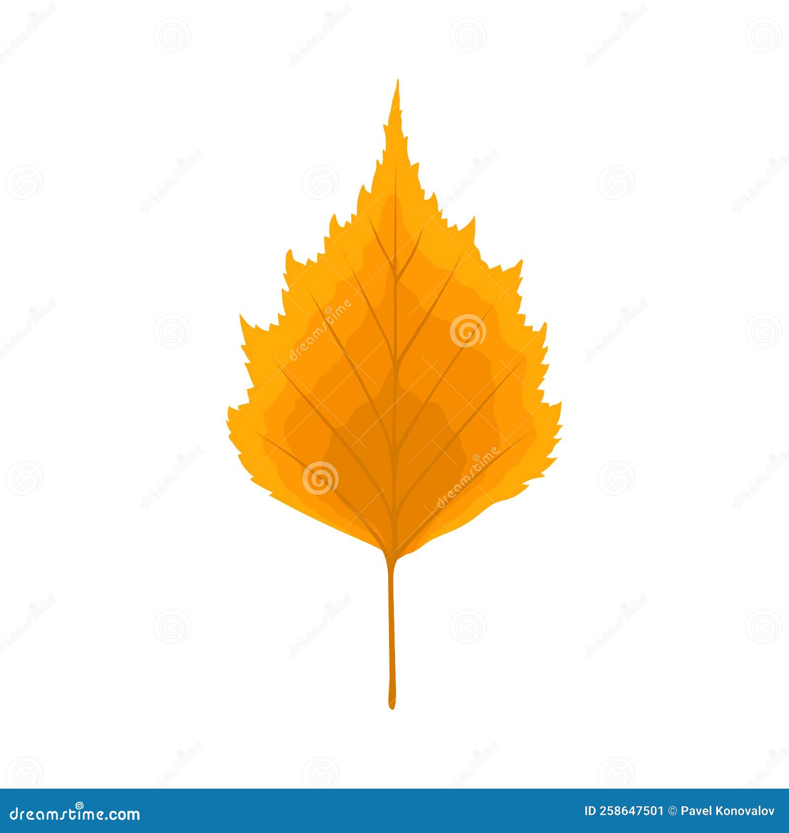 Birch Tree Leaf stock vector. Illustration of drawing - 258647501