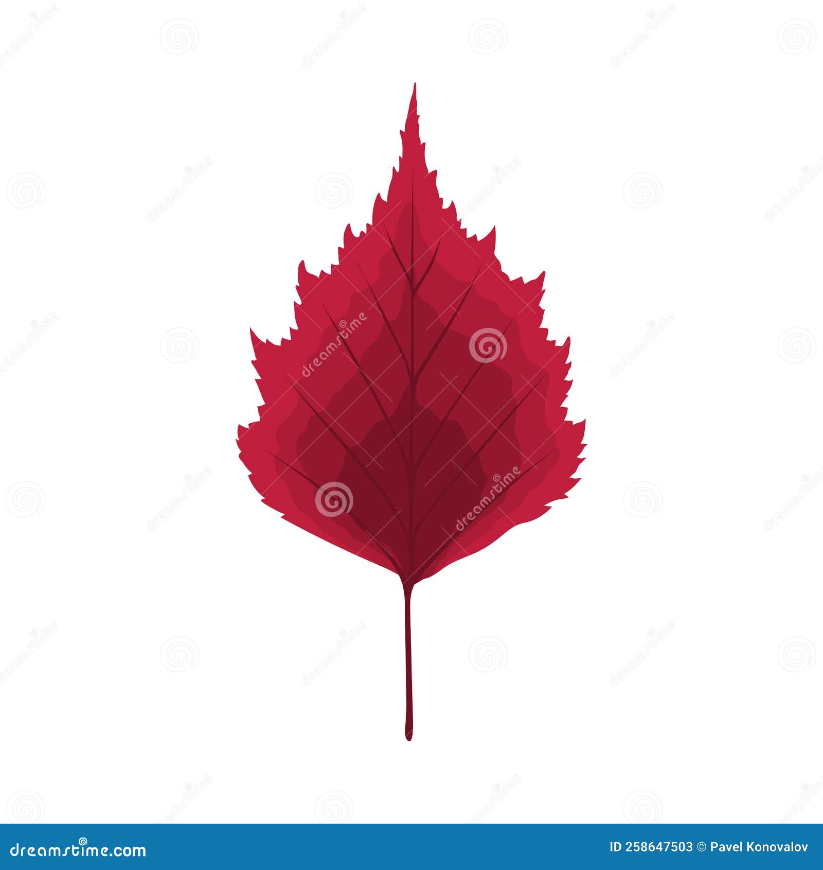 Birch Tree Leaf stock vector. Illustration of leaves - 258647503