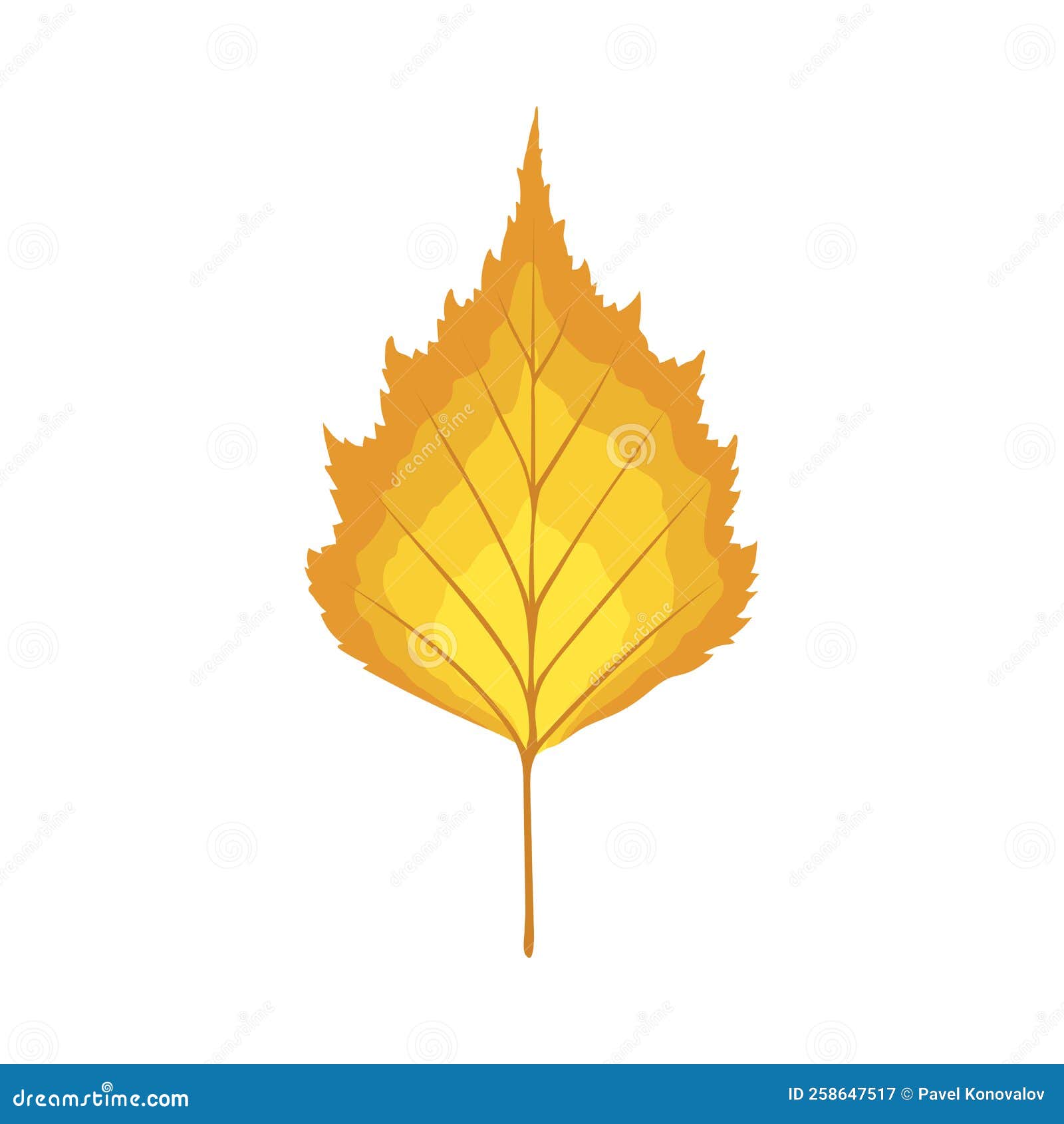 Birch Tree Leaf stock vector. Illustration of design - 258647517