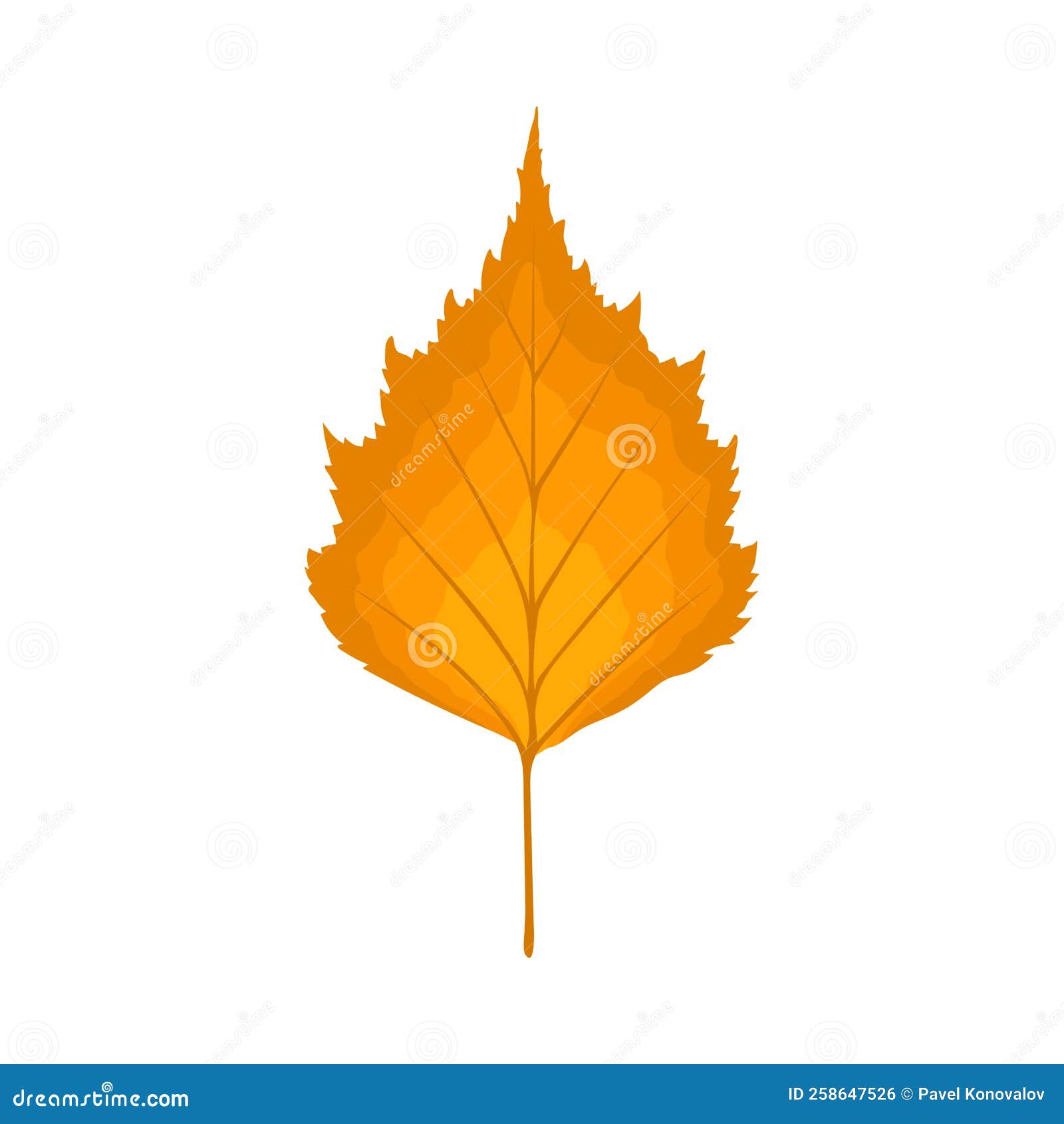 Birch Tree Leaf stock vector. Illustration of autumn - 258647526