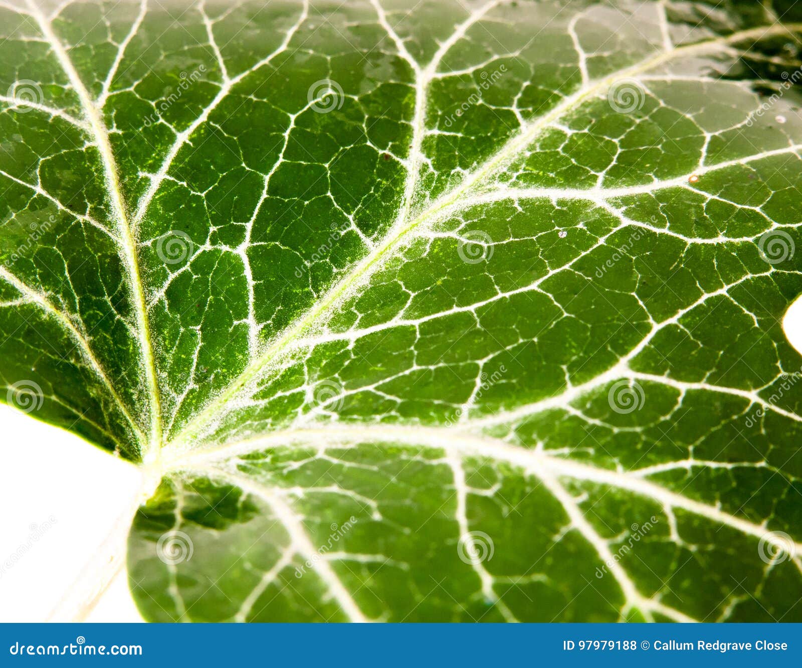 Birch Tree Leaf Texture Pattern Green Up Close with Water Dew Dr Stock ...