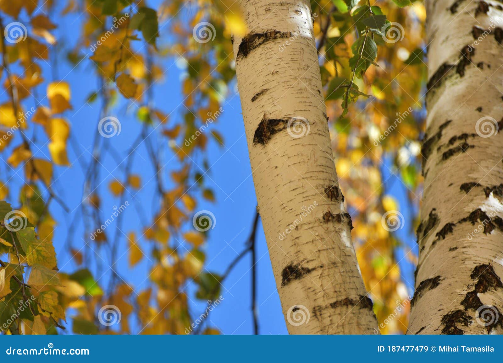 Birch Tree and Leaves in Autumn Stock Image - Image of green, leaf ...