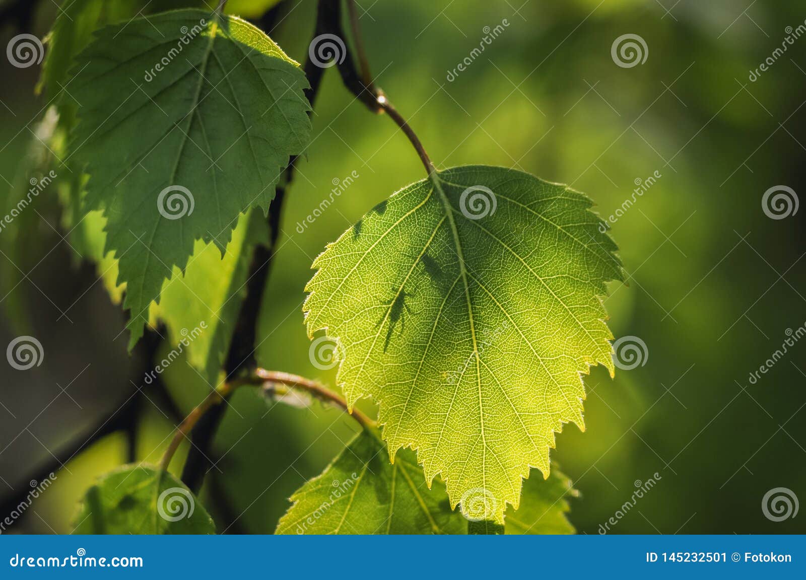Birch tree leaves stock image. Image of leaf, close - 145232501