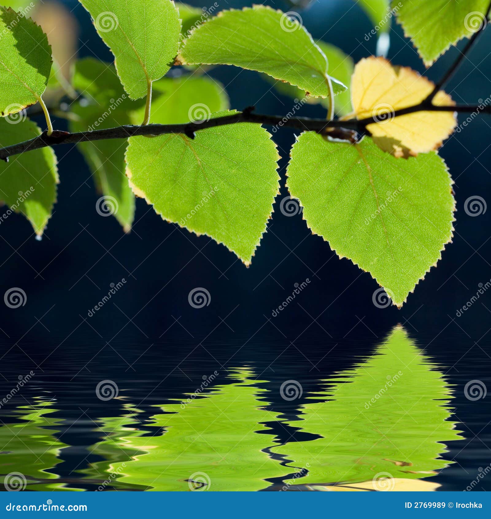 Birch Tree Leaves Reflection Stock Image - Image of reflecting, water ...