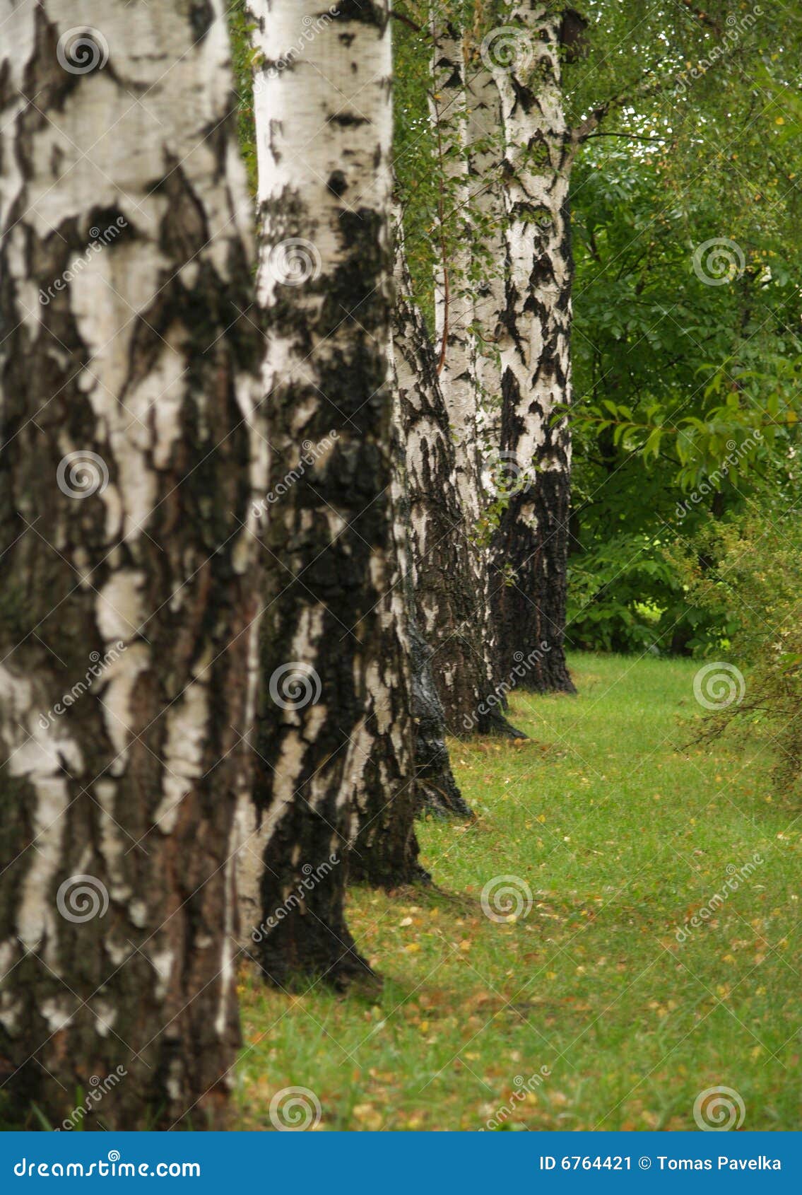Birch tree line stock image. Image of leaf, birch, garden - 6764421