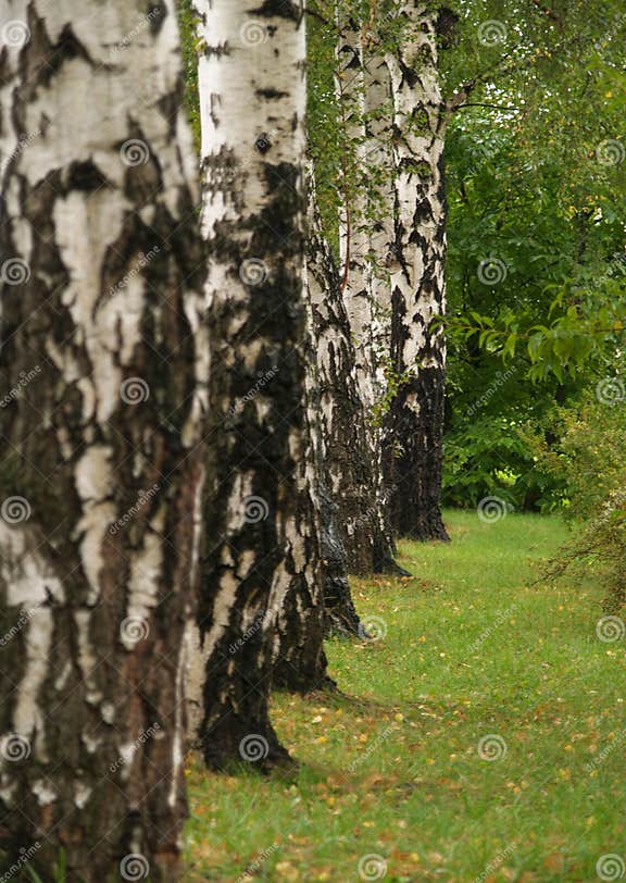 Birch tree line stock image. Image of leaf, birch, garden - 6764421