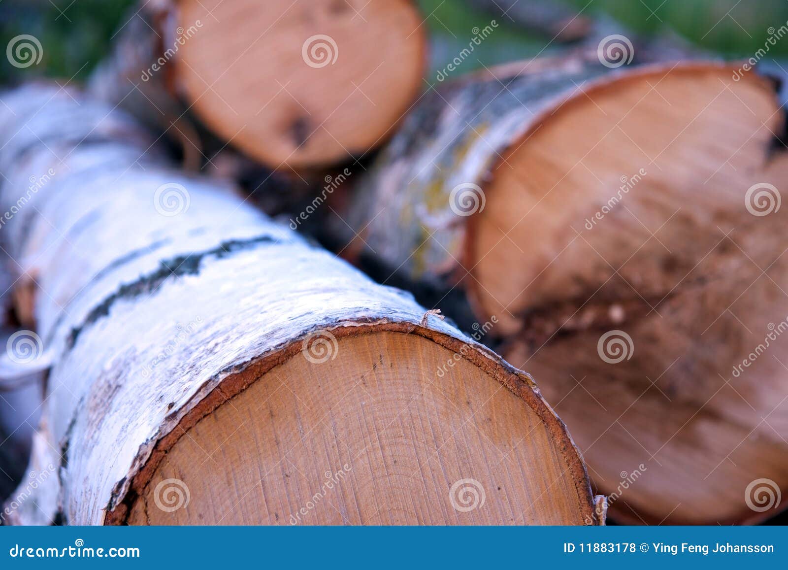 Birch tree log stock photo. Image of birch, timber, tree - 11883178