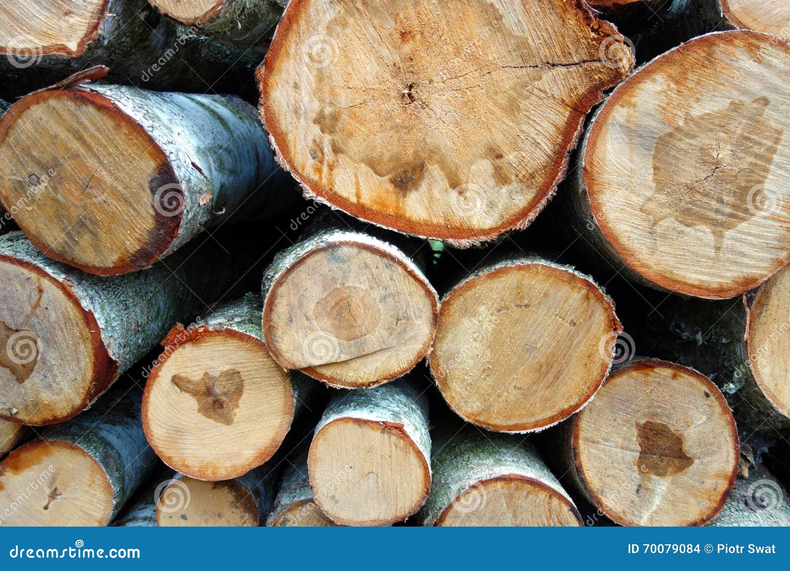 Birch-tree logs stock photo. Image of texture, tree, circle - 70079084