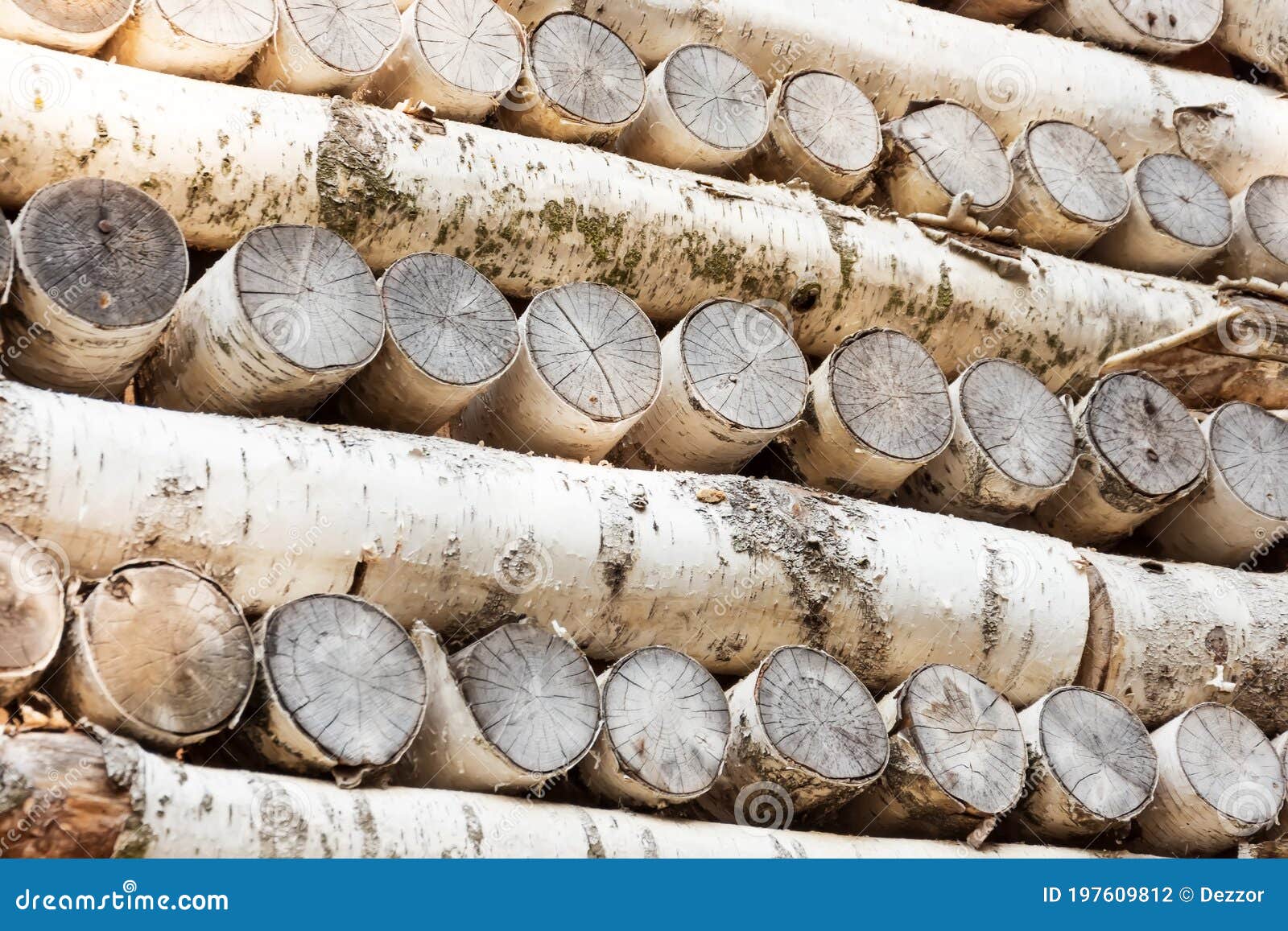 Birch Tree Logs Stacked in Different Ways Stock Photo - Image of bark ...