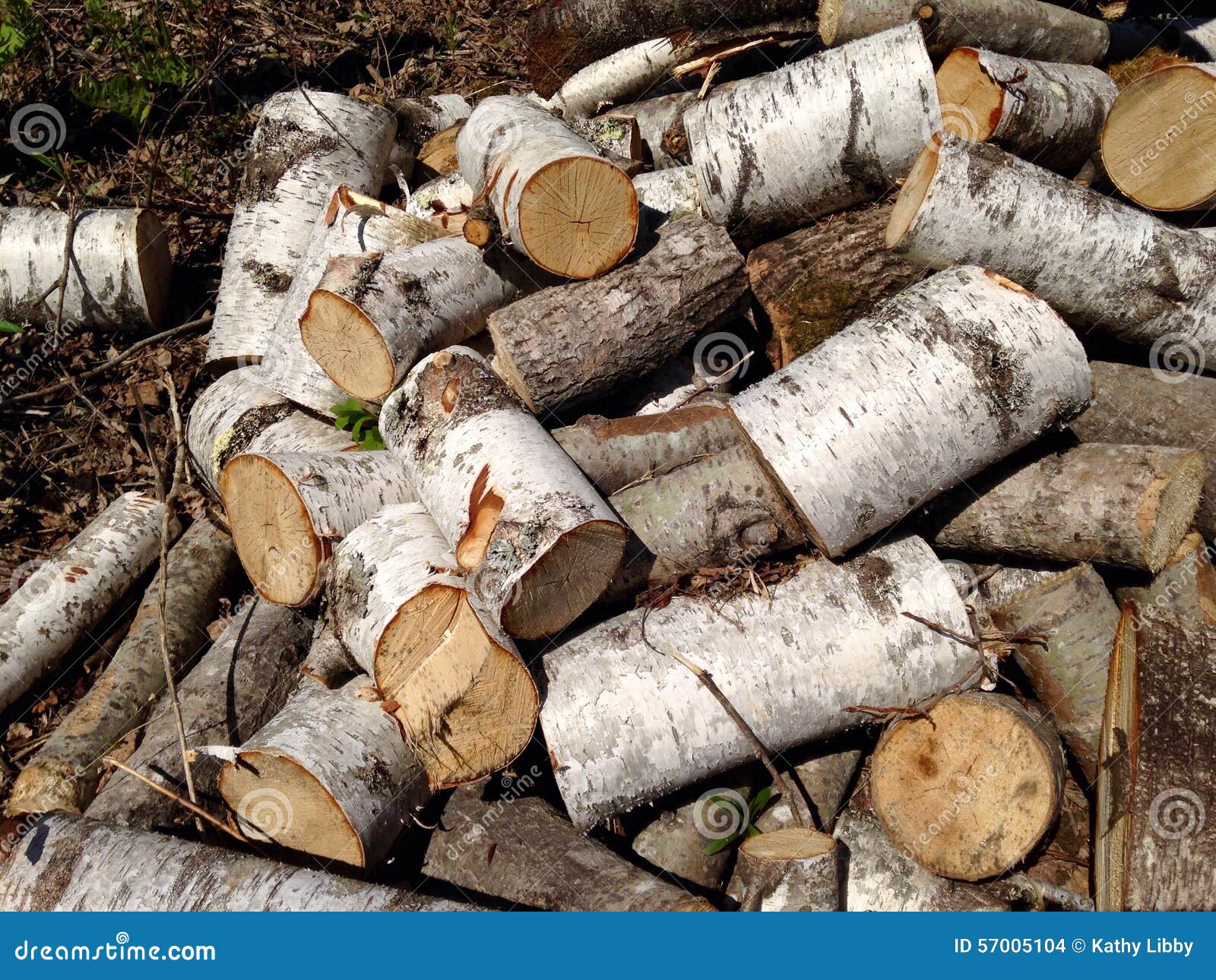 Birch tree logs stock photo. Image of white, pile, birch - 57005104