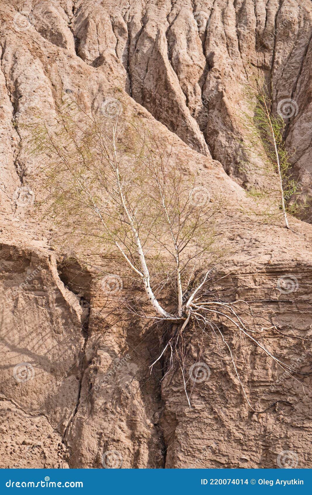 Birch Tree with Long Roots Grows on the Side of Sandy Mountain. Natural ...