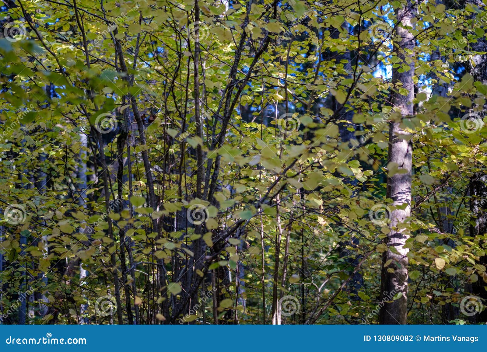 Birch Tree Lush in Colorful Autumn Forest Stock Photo - Image of gold ...