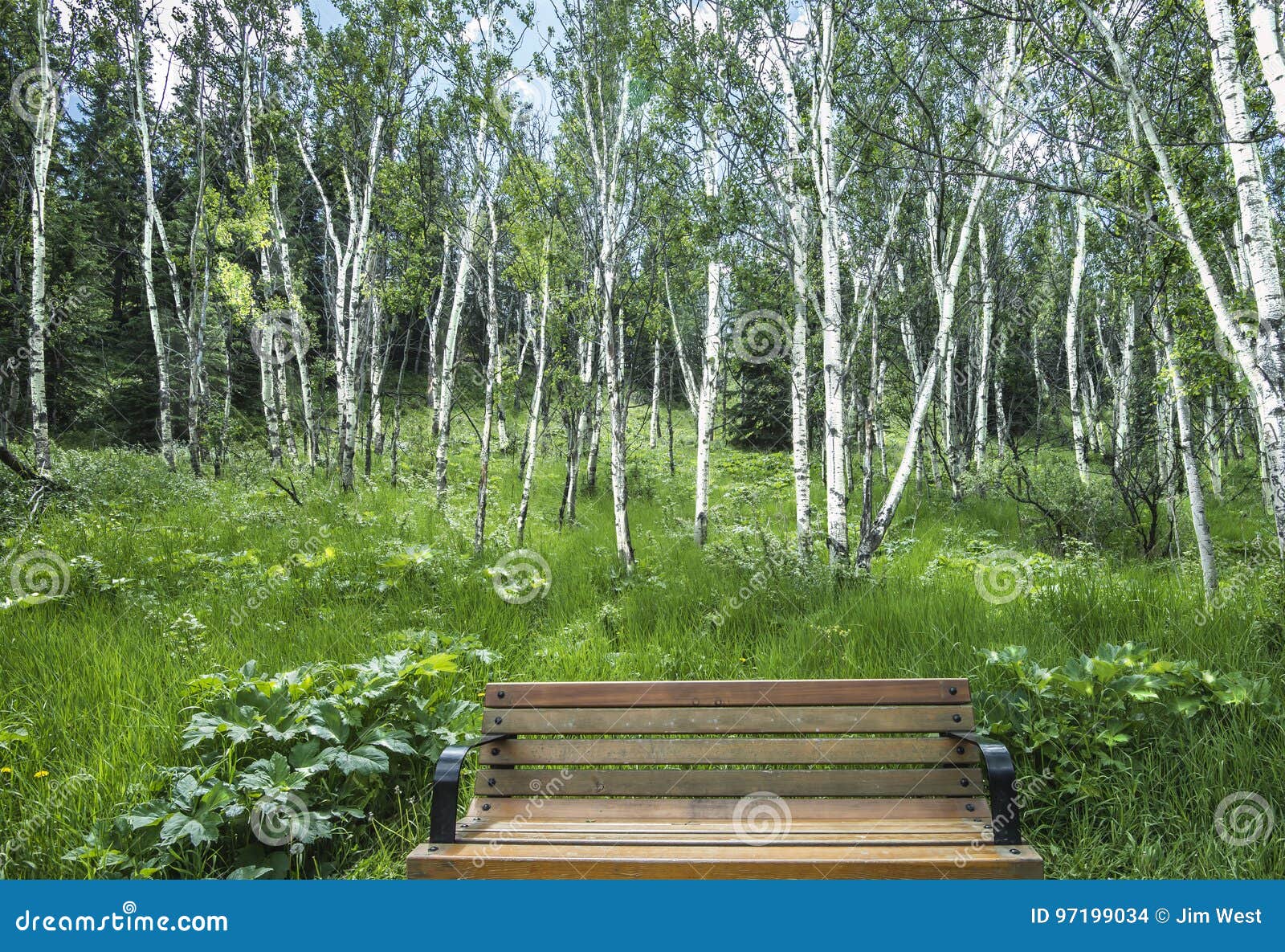 Birch Tree Meadow stock photo. Image of green, birch - 97199034