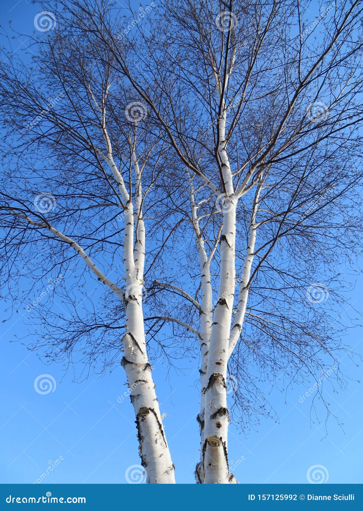 Birch Tree stock photo. Image of birch, spring, tree - 157125992