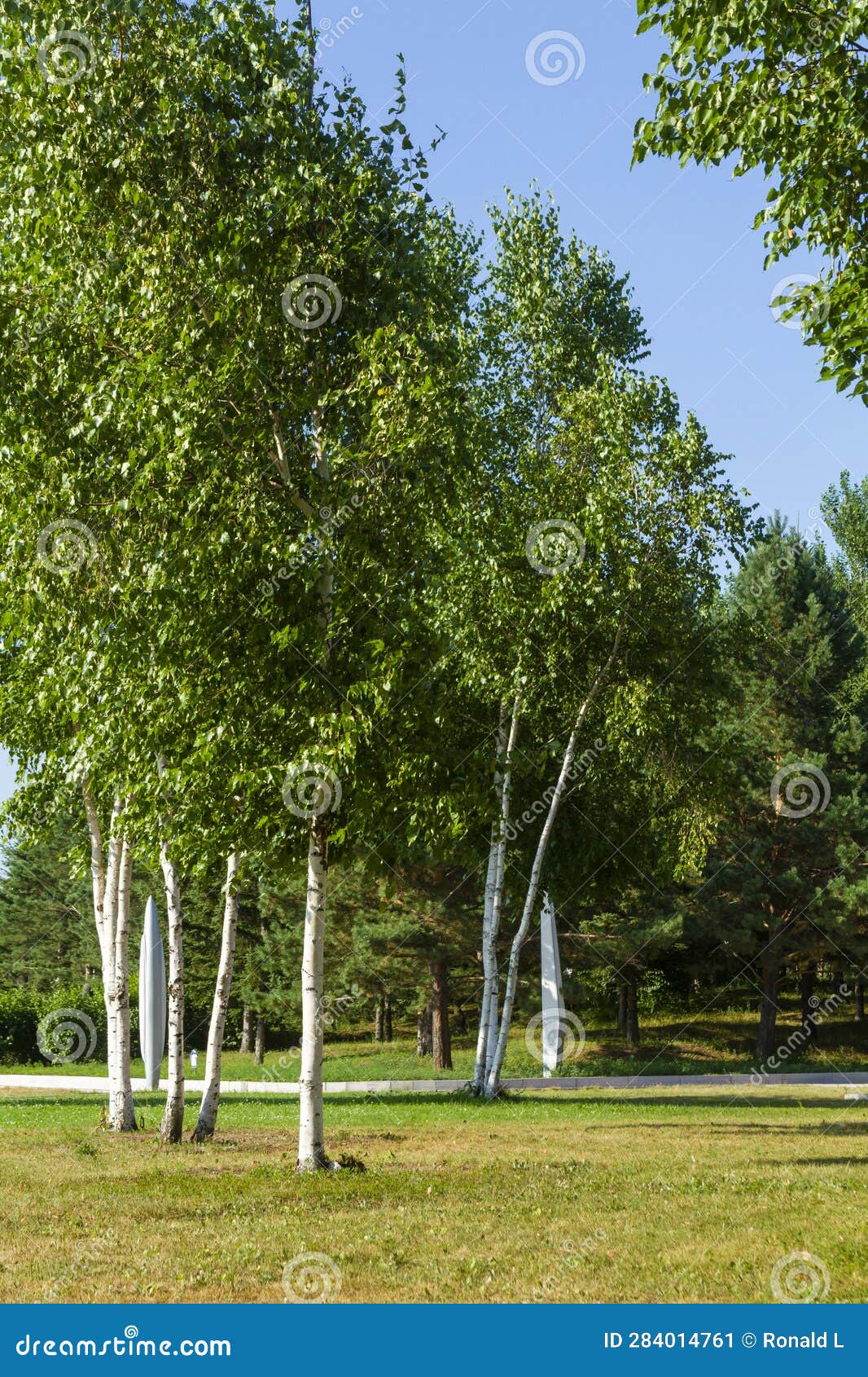 Birch Tree in a Park in Summer Stock Image - Image of rock, ancient ...