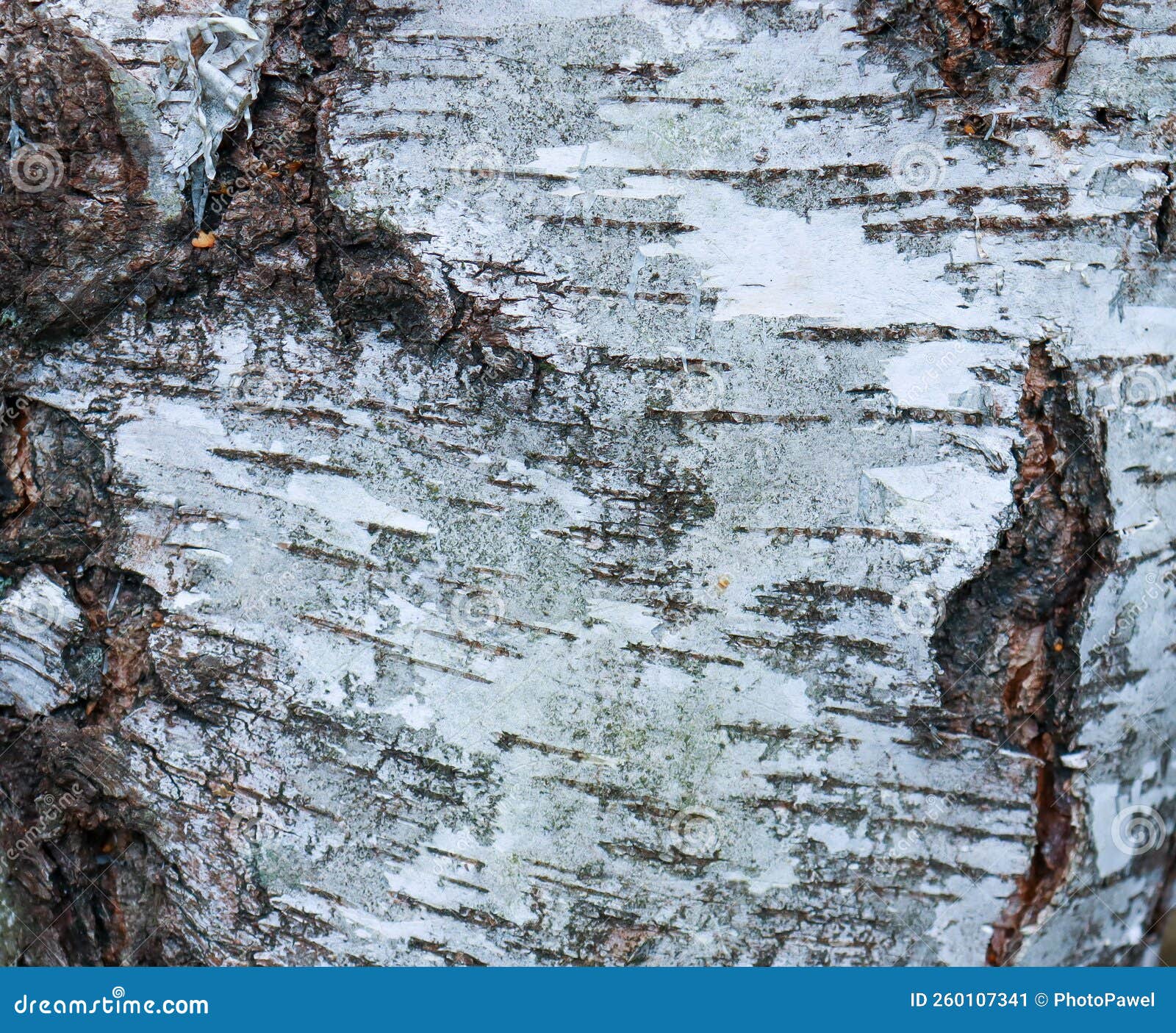 Birch Tree Pattern. Birch Bark Texture Natural Background Paper Close ...