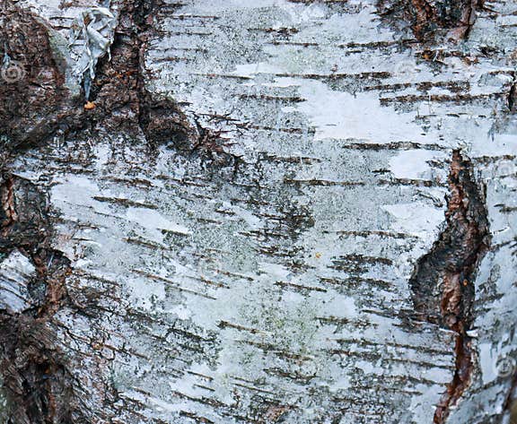 Birch Tree Pattern. Birch Bark Texture Natural Background Paper Close ...