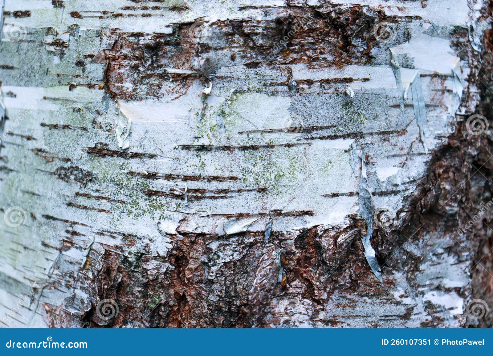 Birch Tree Pattern. Birch Bark Texture Natural Background Paper Close-up Stock Image - Image of ...