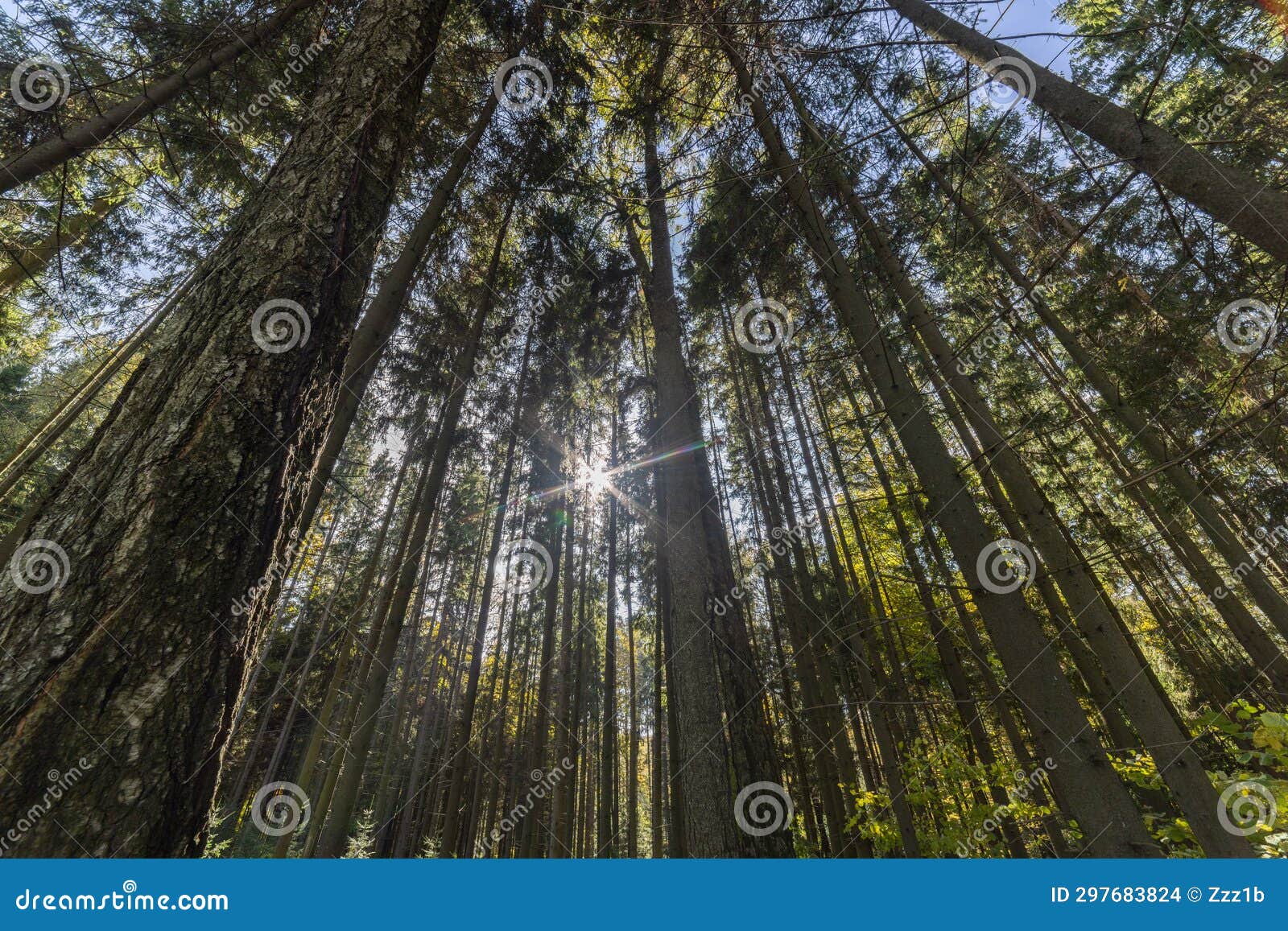 View Upward Of The Green Leaves And Trunk Of Tall Tree With A Blue Sky ...