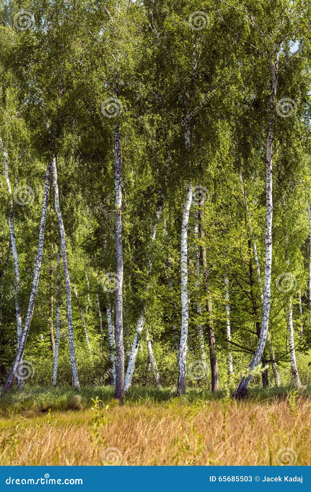 Birch Tree in the Polish Forest Stock Image - Image of birch, leaves ...