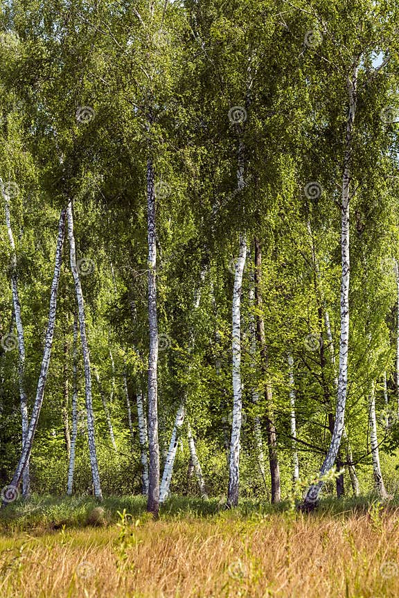 Birch Tree in the Polish Forest Stock Image - Image of birch, leaves ...