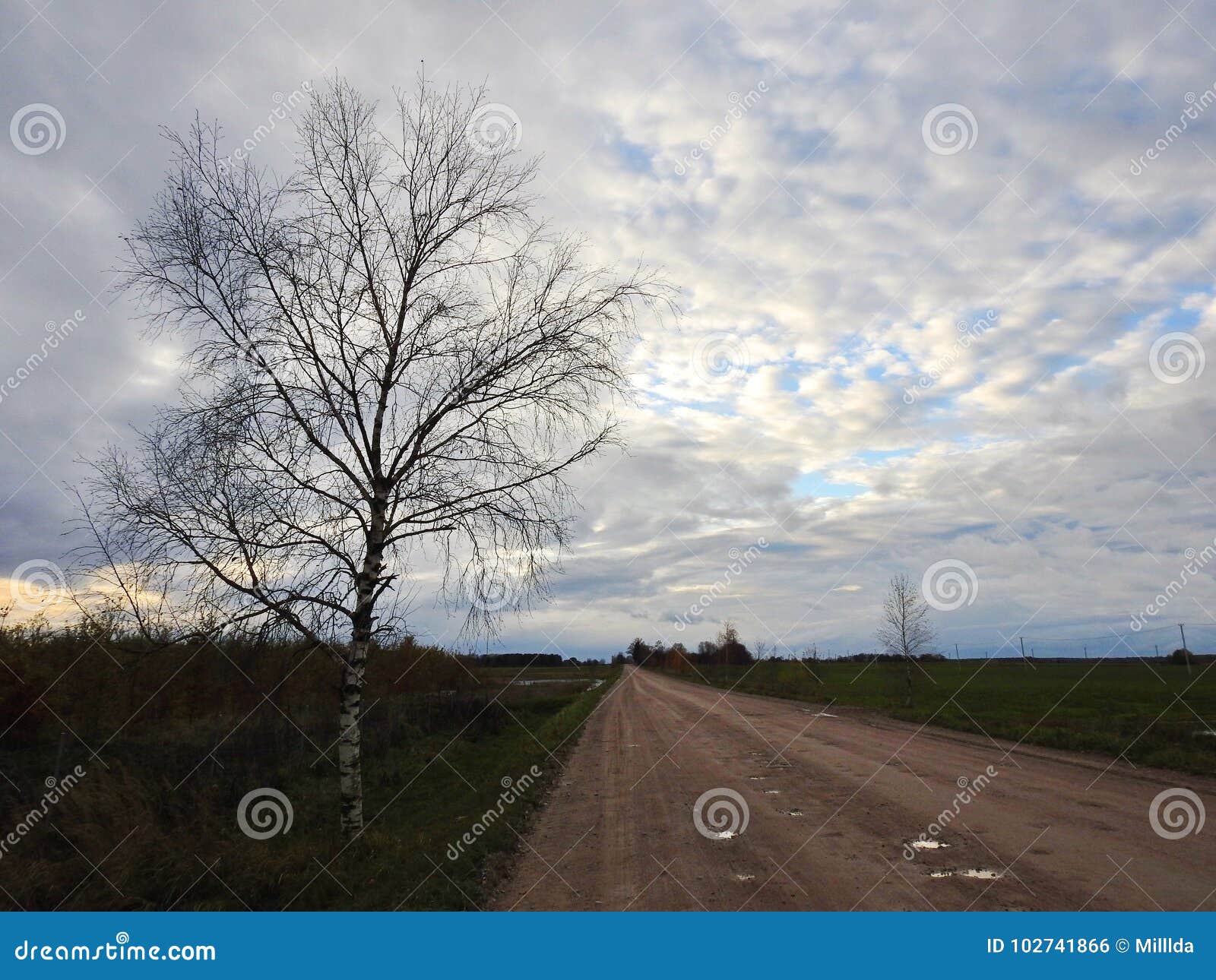 Birch Tree, Rad and Cloudy Sky Stock Photo - Image of nature, lithuania ...