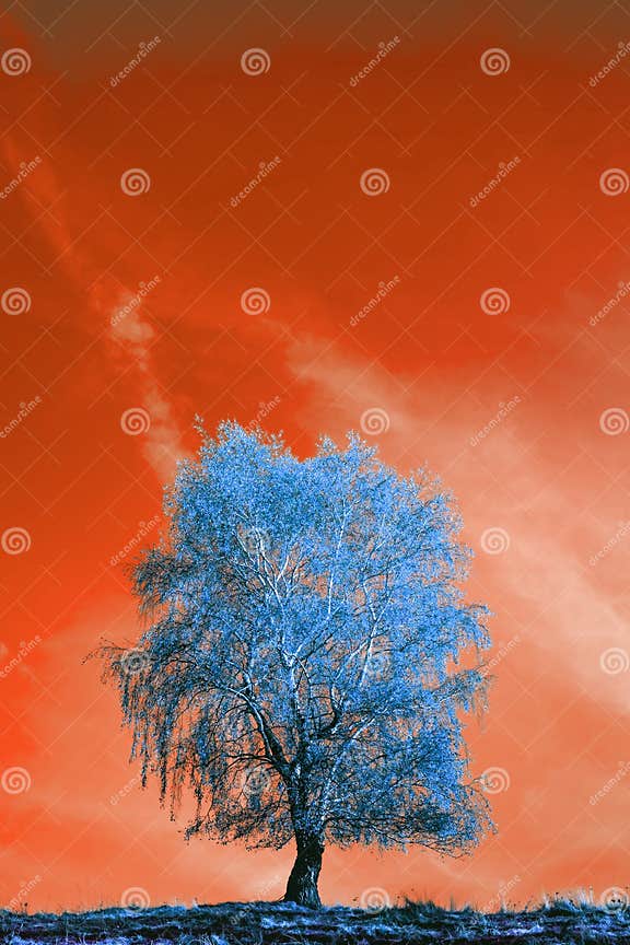Blue birch tree stock photo. Image of birch, natural - 231400352