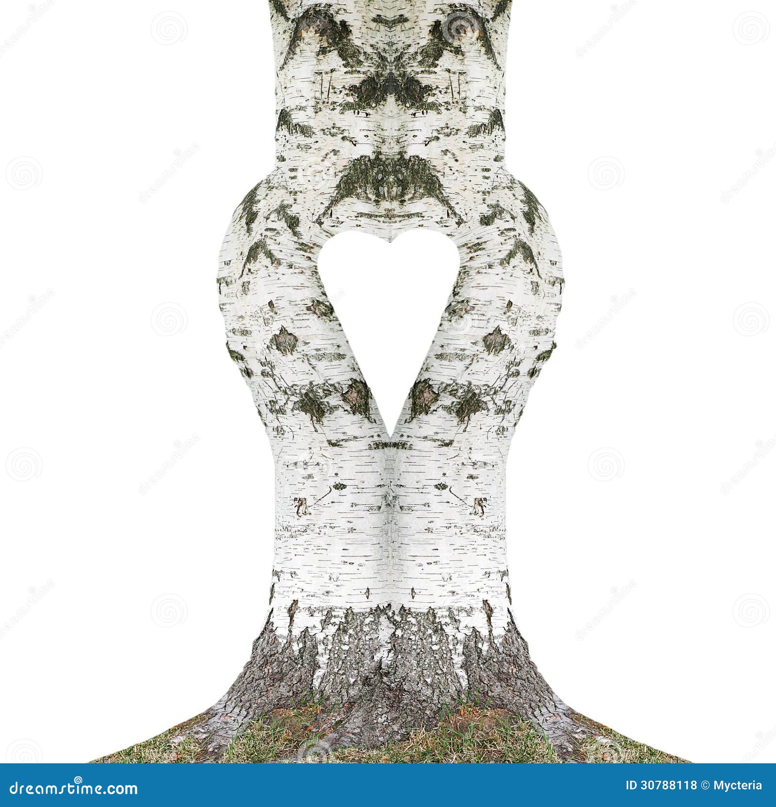 Birch Tree in Shape of Heart Stock Photo - Image of symbol, shape: 30788118