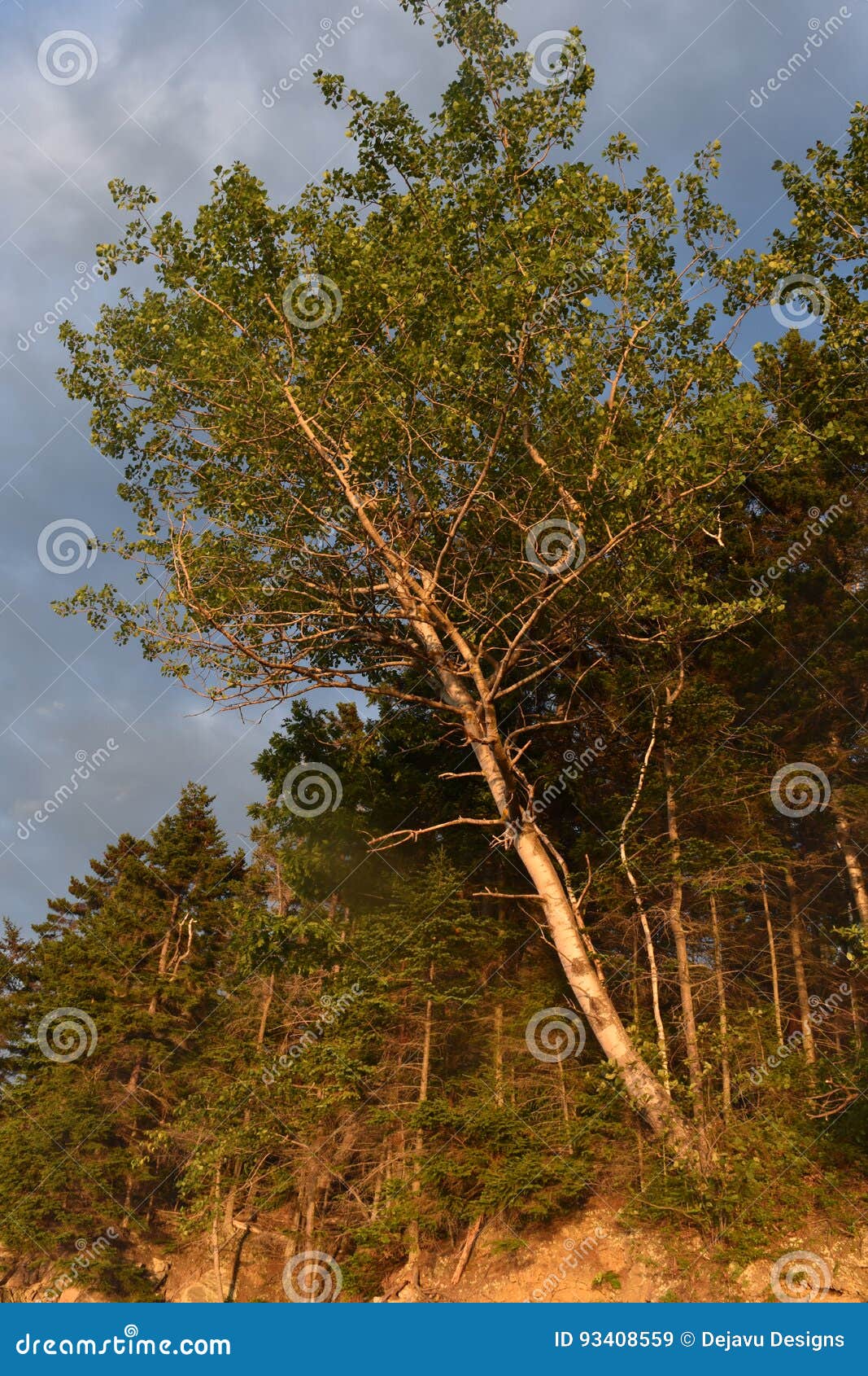 A Birch Tree Shining in the Sun at Dusk Stock Image - Image of england ...