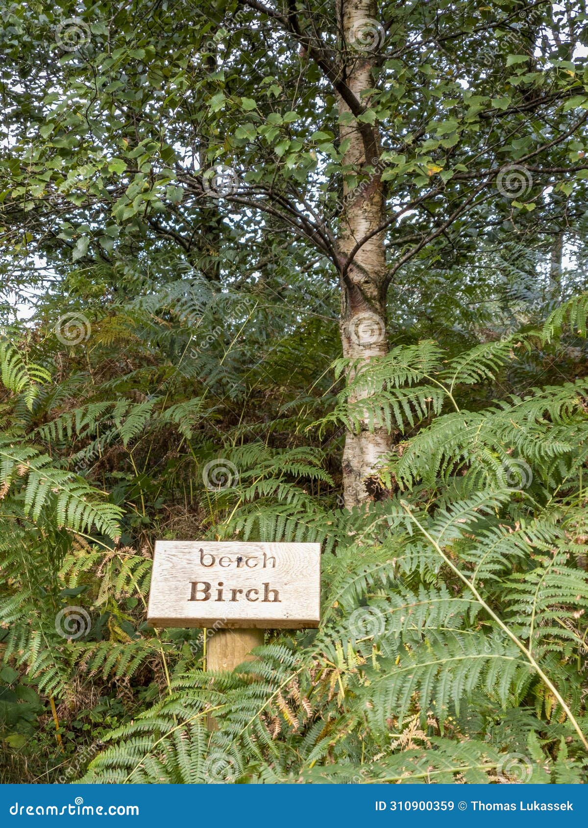 Birch Tree and Sign Explaining it Irish and English Including ...