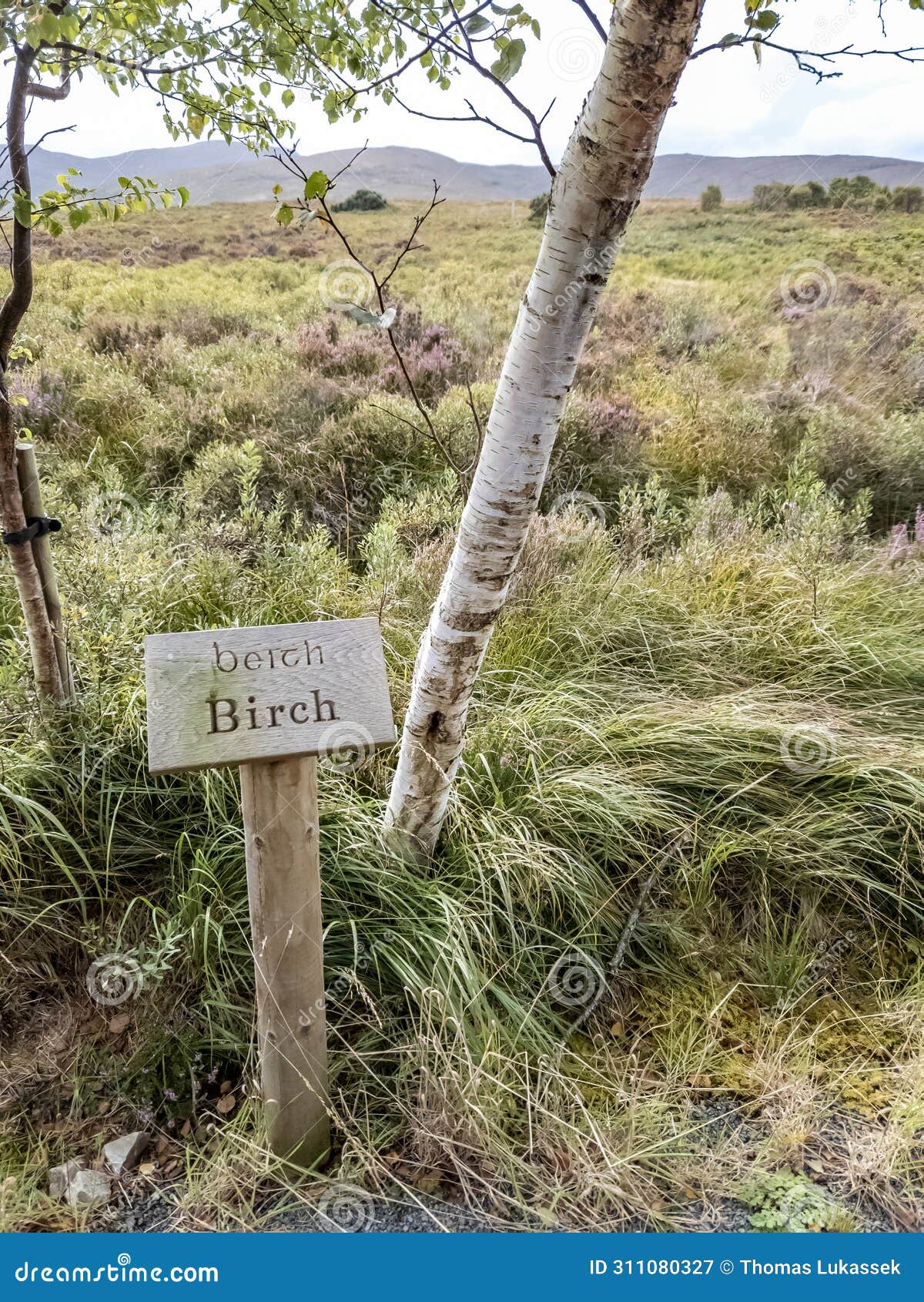 Birch Tree and Sign Explaining it Irish and English Including ...