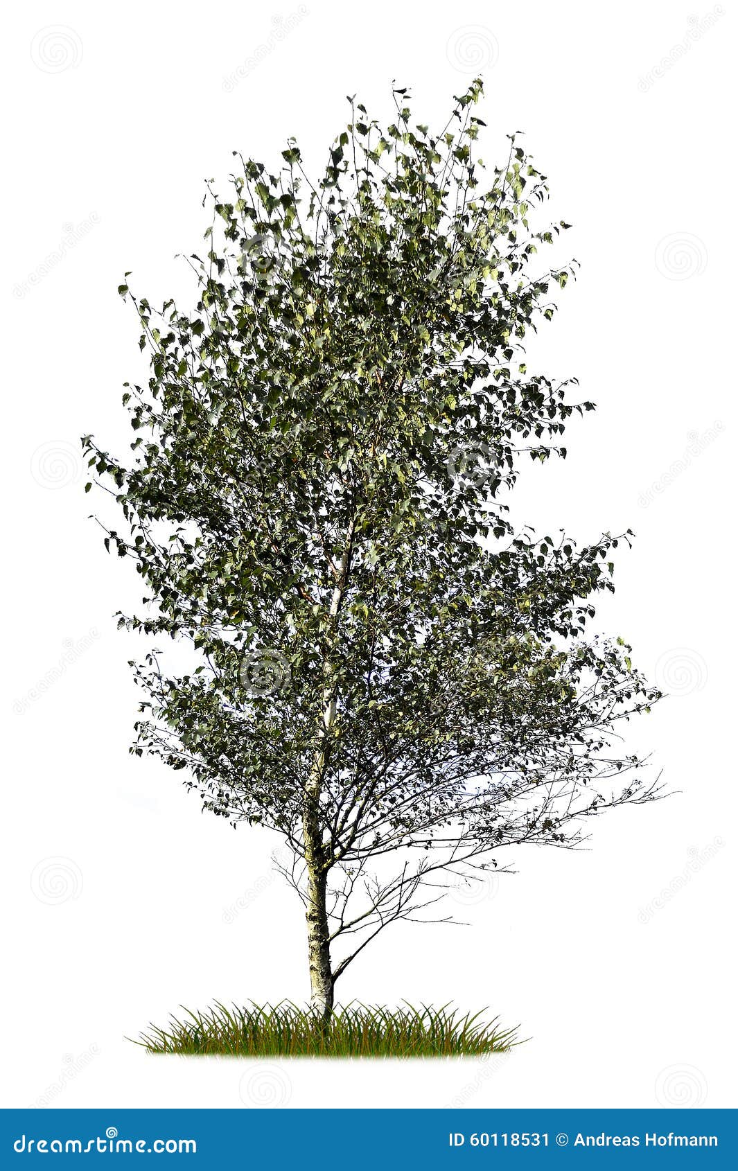 Birch Tree Silhouette Isolated Stock Illustration - Illustration of ...