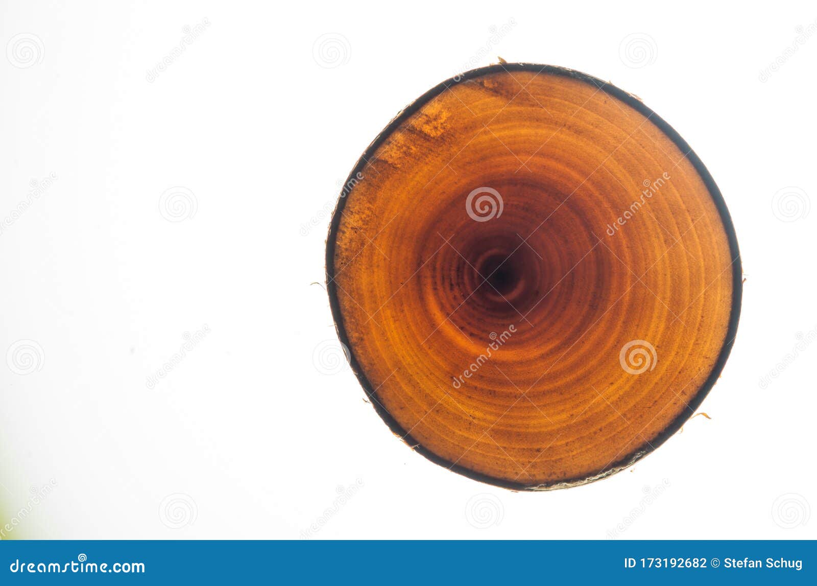 Birch Tree Slice with Year Rings Stock Photo - Image of white, plant ...