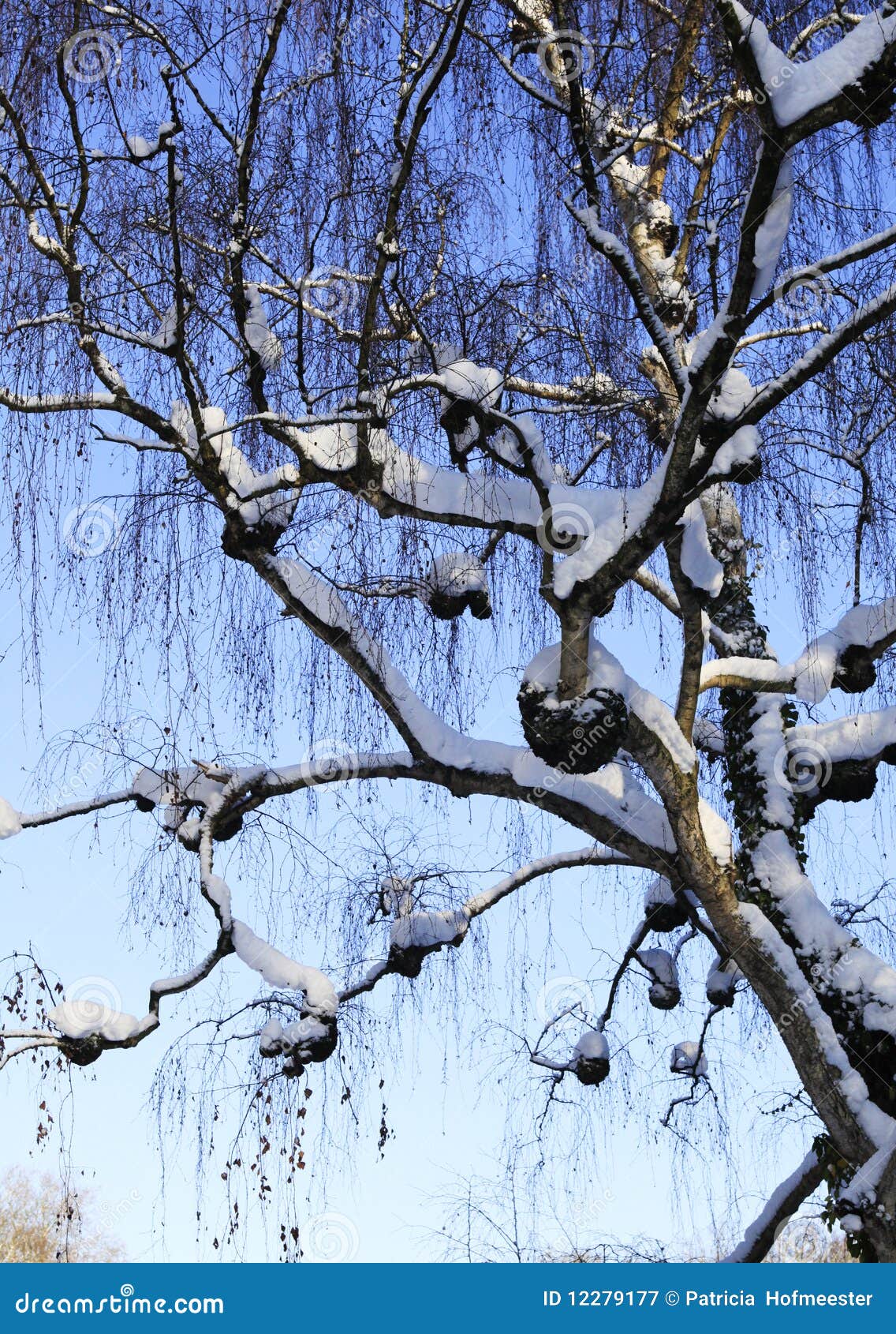 Birch tree in snow stock image. Image of blue, winter - 12279177