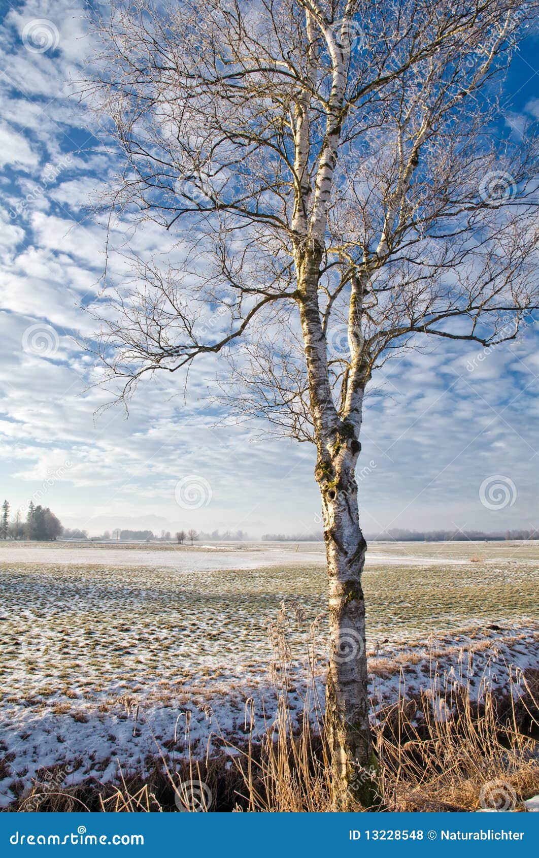 Birch Tree in Snowy Landscape Stock Photo - Image of snow, snowy: 13228548