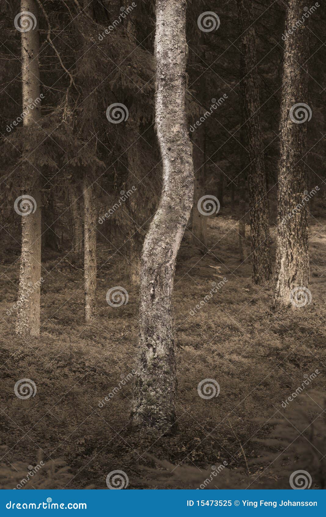 Birch Tree in Spooky Forest Stock Image - Image of scary, sunlight ...
