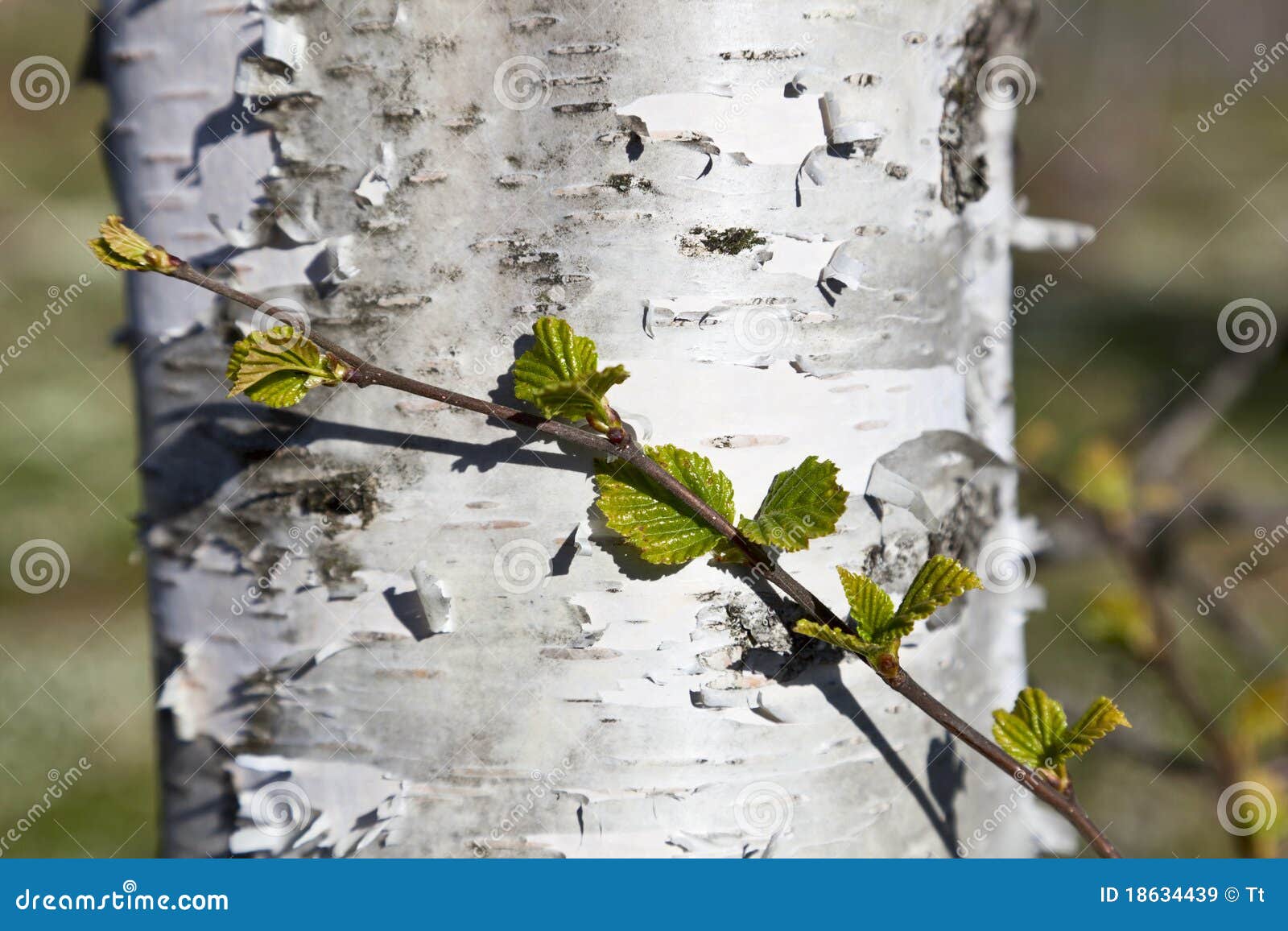 Birch tree in spring stock image. Image of twig, buds - 18634439