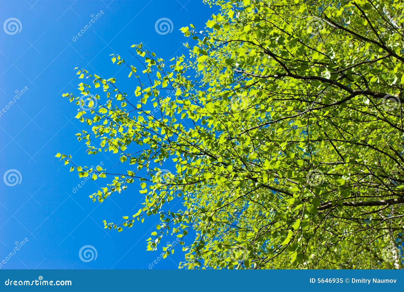 Birch tree at spring stock image. Image of freshness, sunlight - 5646935