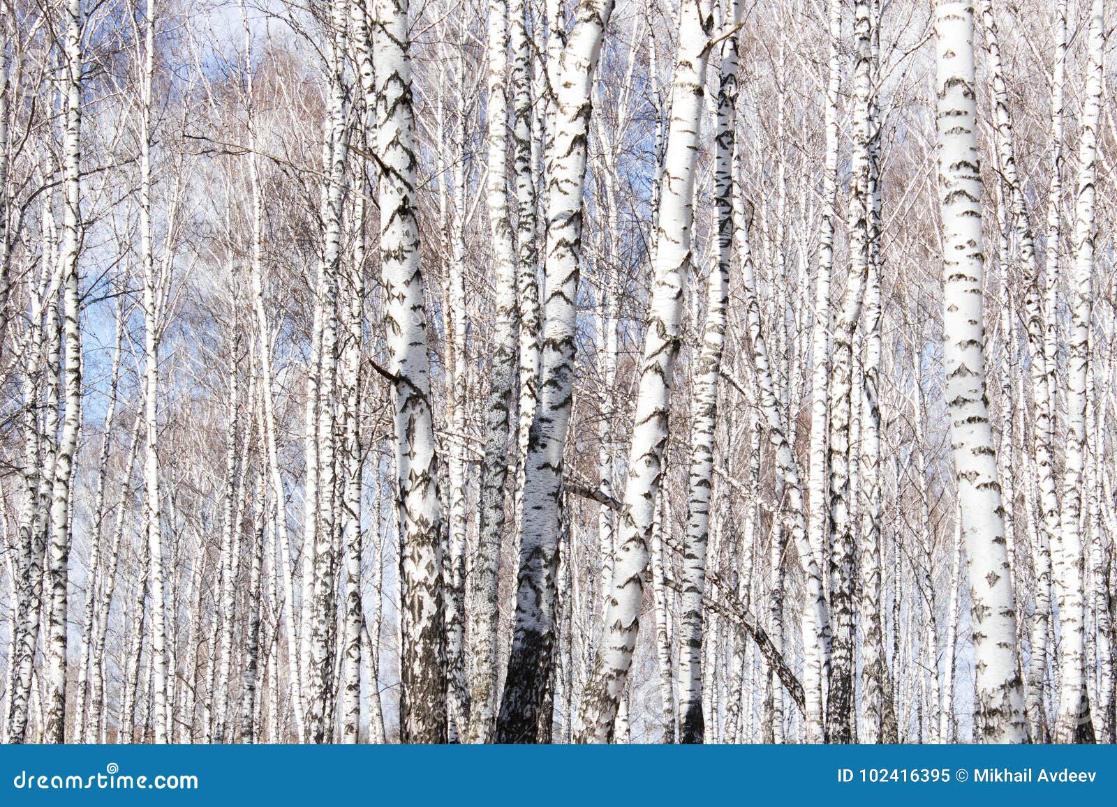 The birch tree stock image. Image of landscape, tree - 102416395