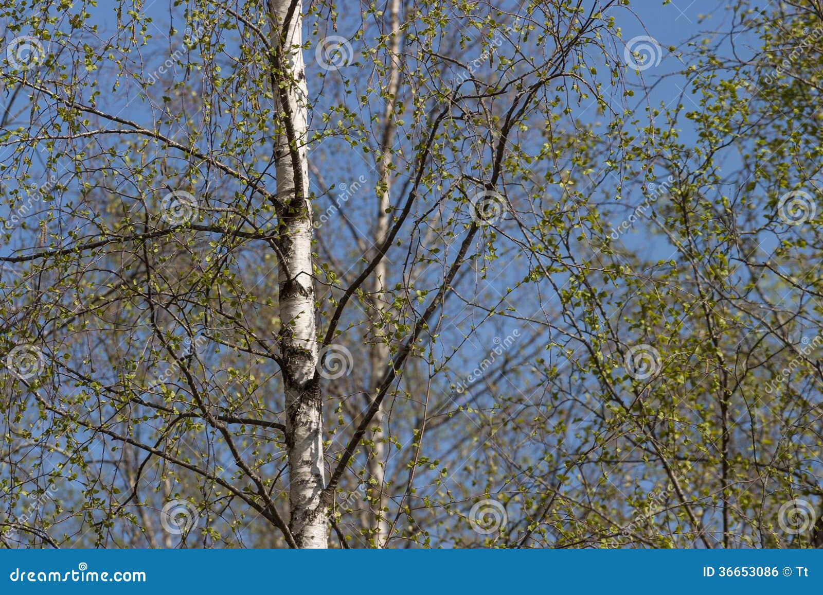 Birch tree in spring stock photo. Image of birch, green - 36653086