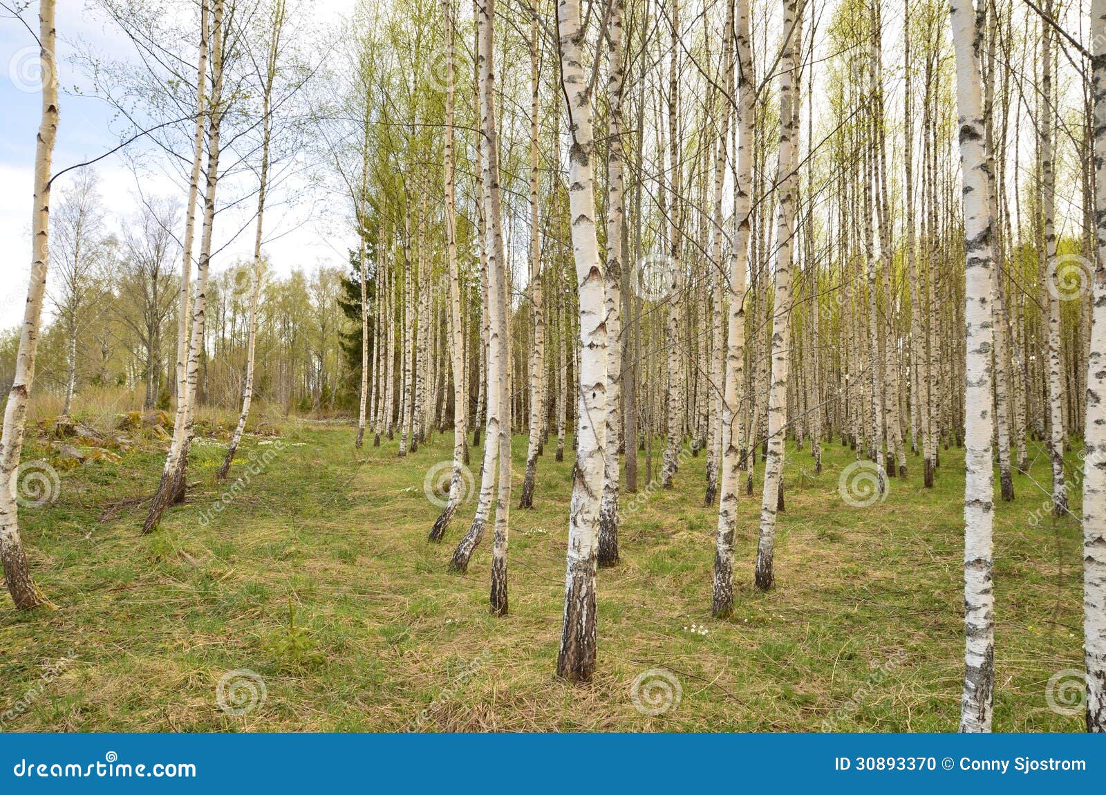 Birch tree in spring stock photo. Image of beauty, bark - 30893370