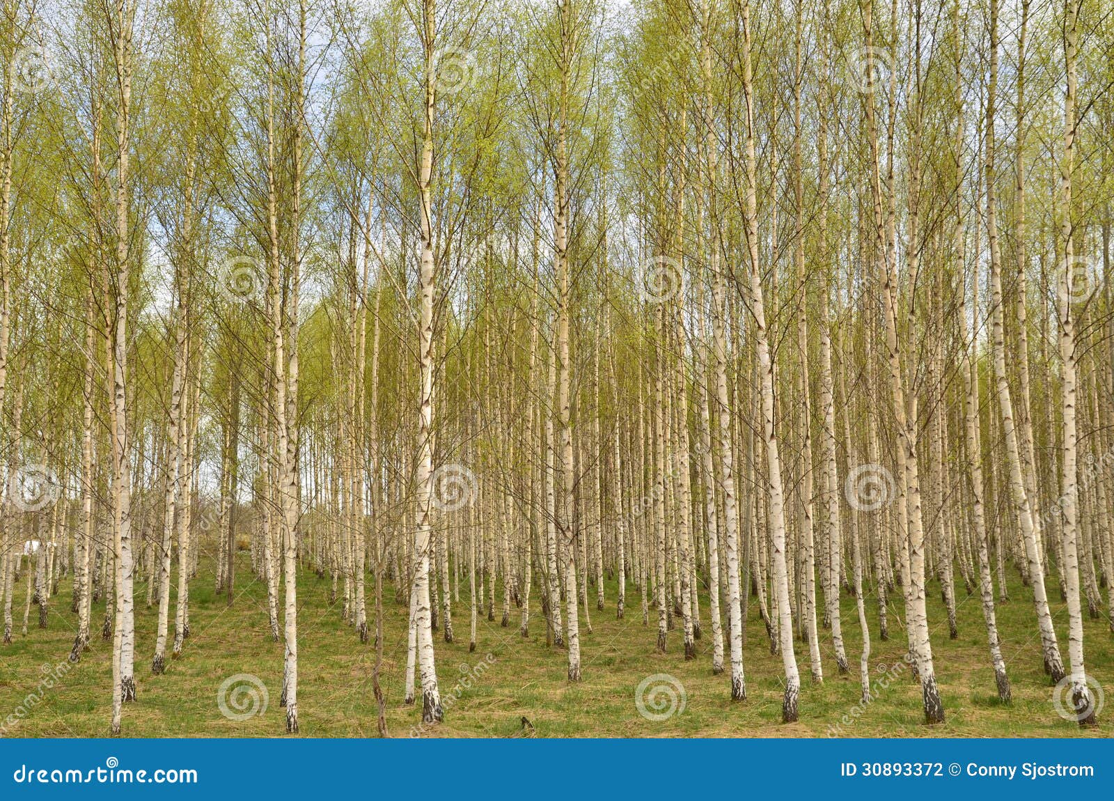Birch tree in spring stock photo. Image of environment - 30893372