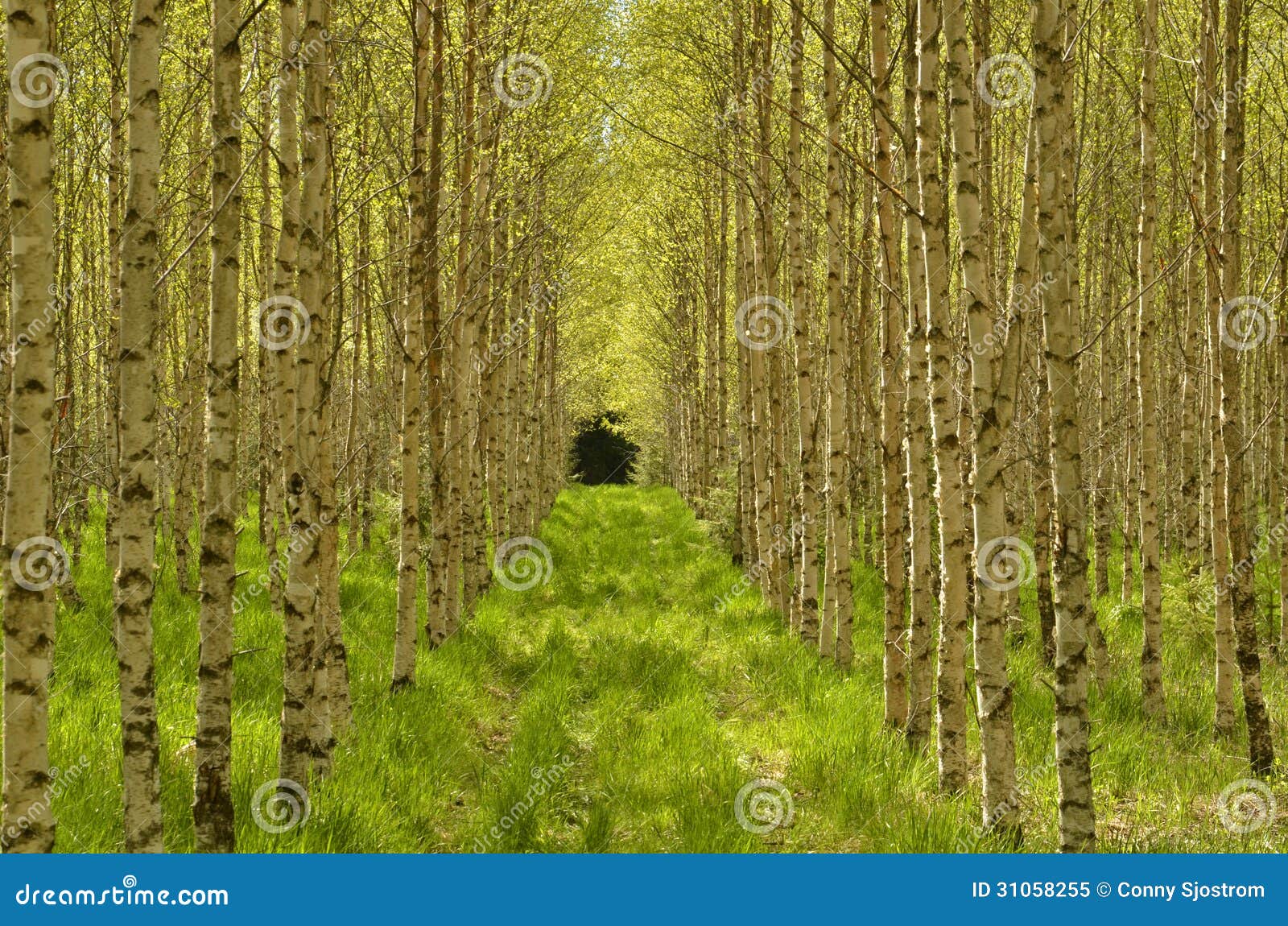 Birch tree in spring stock image. Image of color, pattern - 31058255