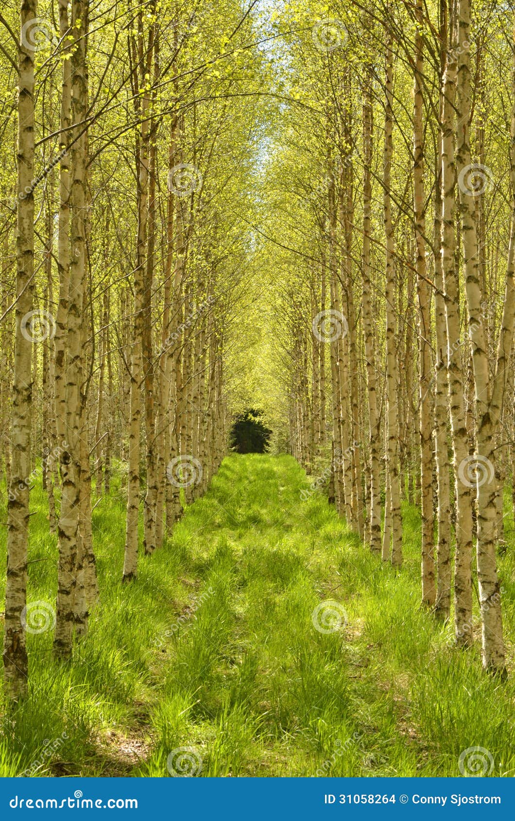 Birch tree in spring stock photo. Image of sweden, scandinavia - 31058264