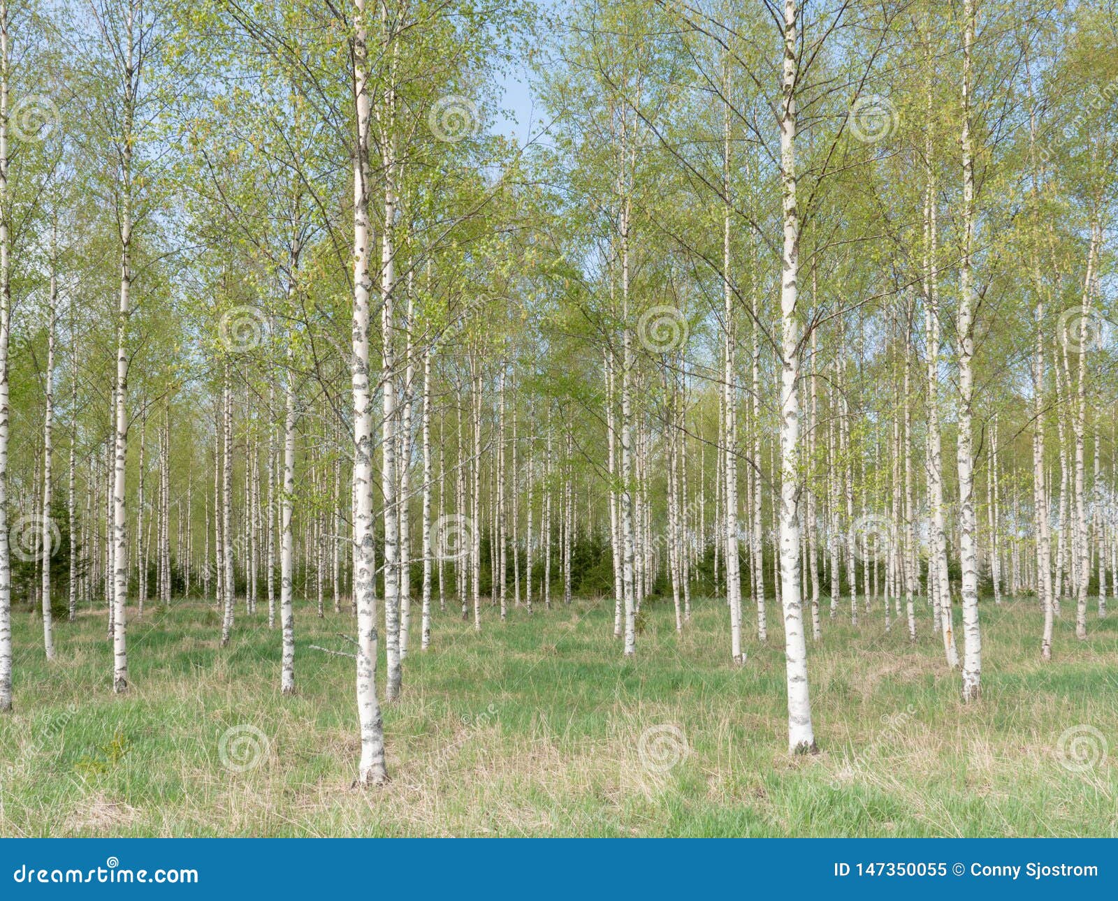 Birch tree in spring stock image. Image of spring, fresh - 147350055