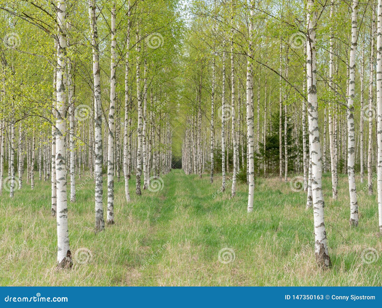 Birch tree in spring stock image. Image of beauty, colorful - 147350163