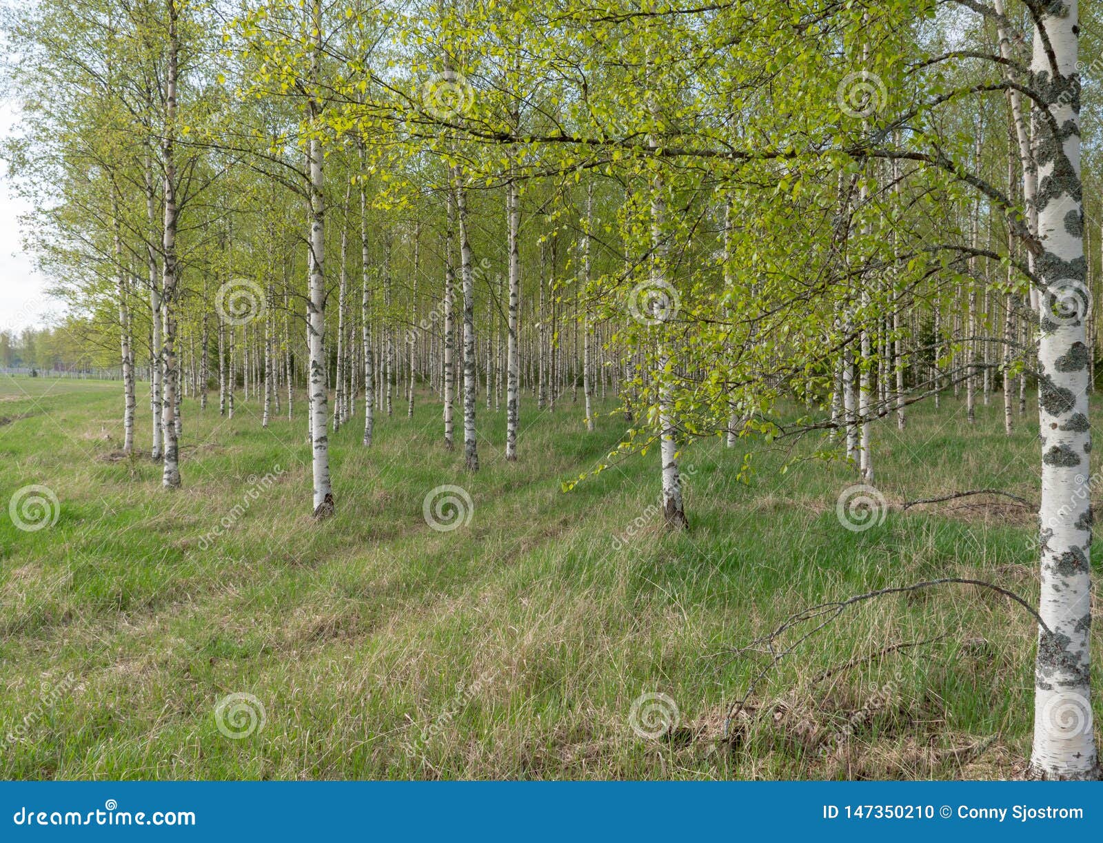 Birch tree in spring stock photo. Image of scandinavia - 147350210