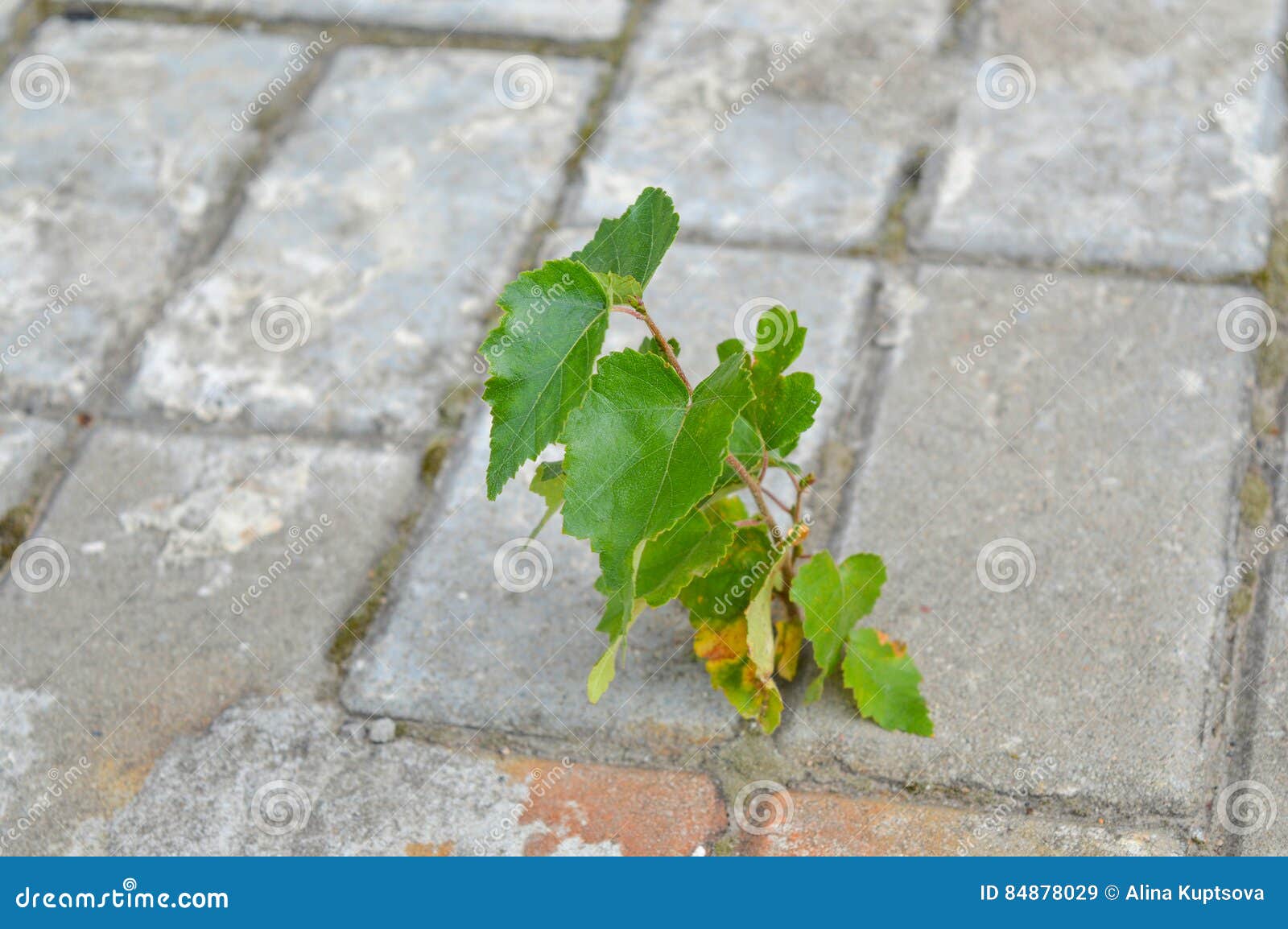 Birch Tree Sprout Growing from Pavement Stock Image - Image of tenacity ...