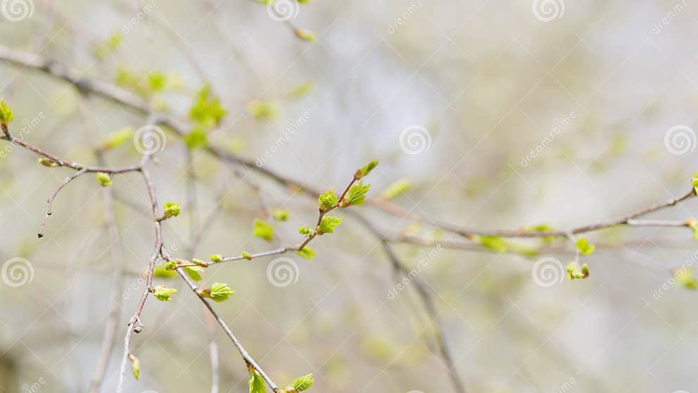 Birch Tree Sprout in the Spring. with the Arrival of Spring, a Newly ...